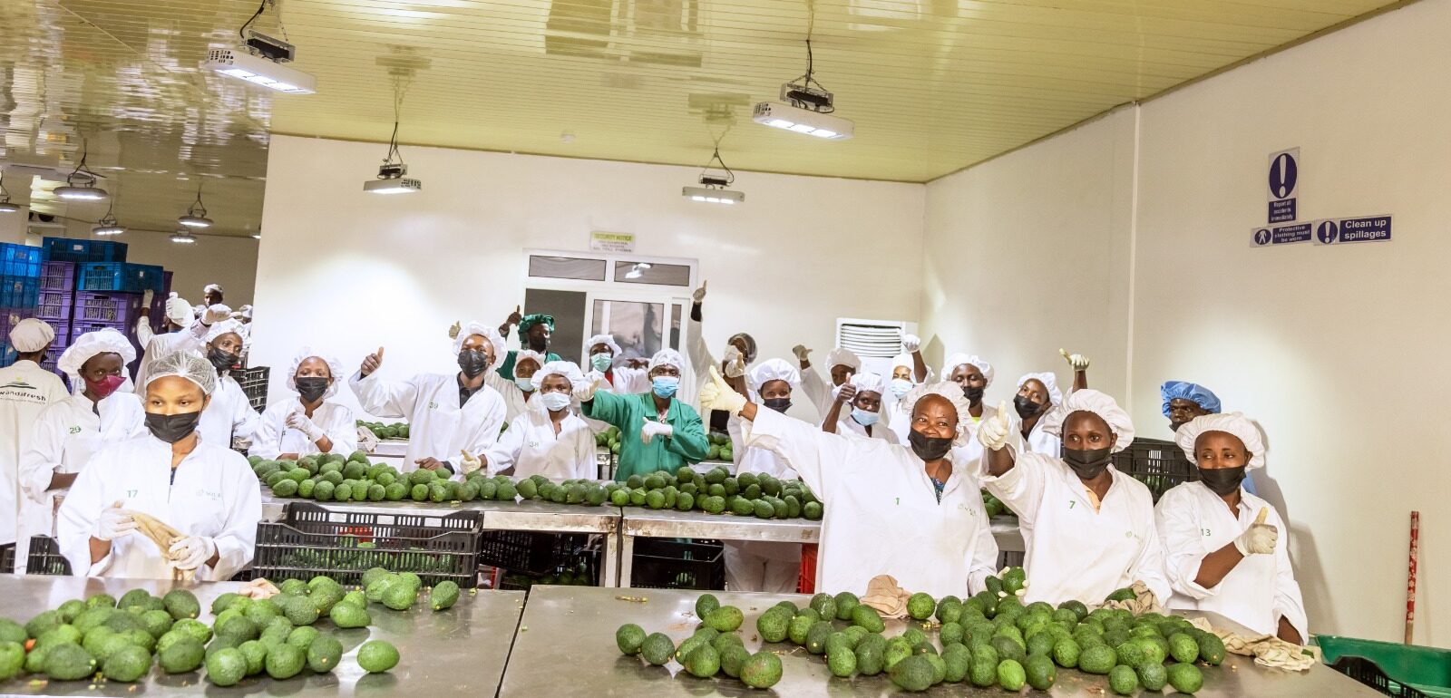 Rwandan avocado exports to grow exponentially by 2026