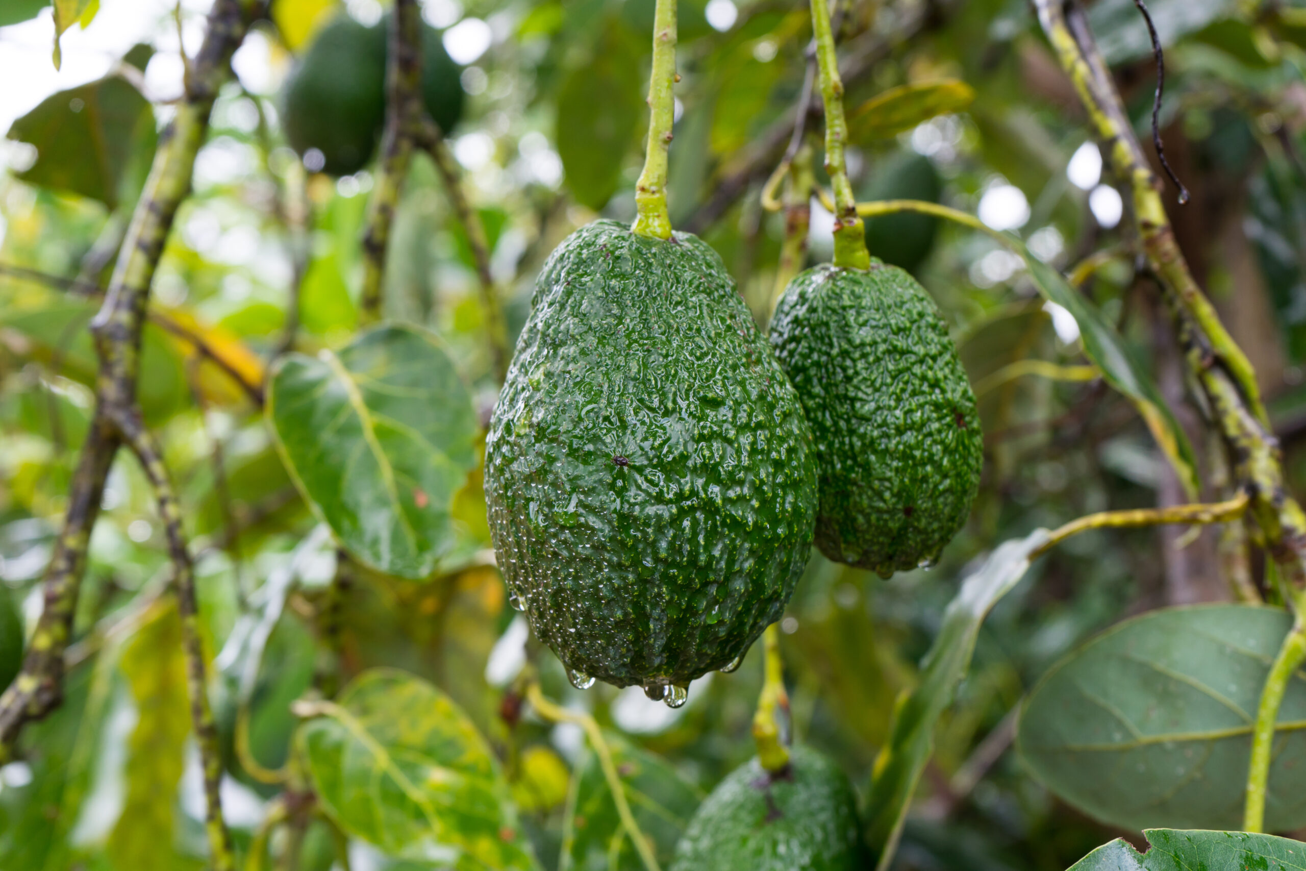 South Africa putting up a fight against immature avocado sales