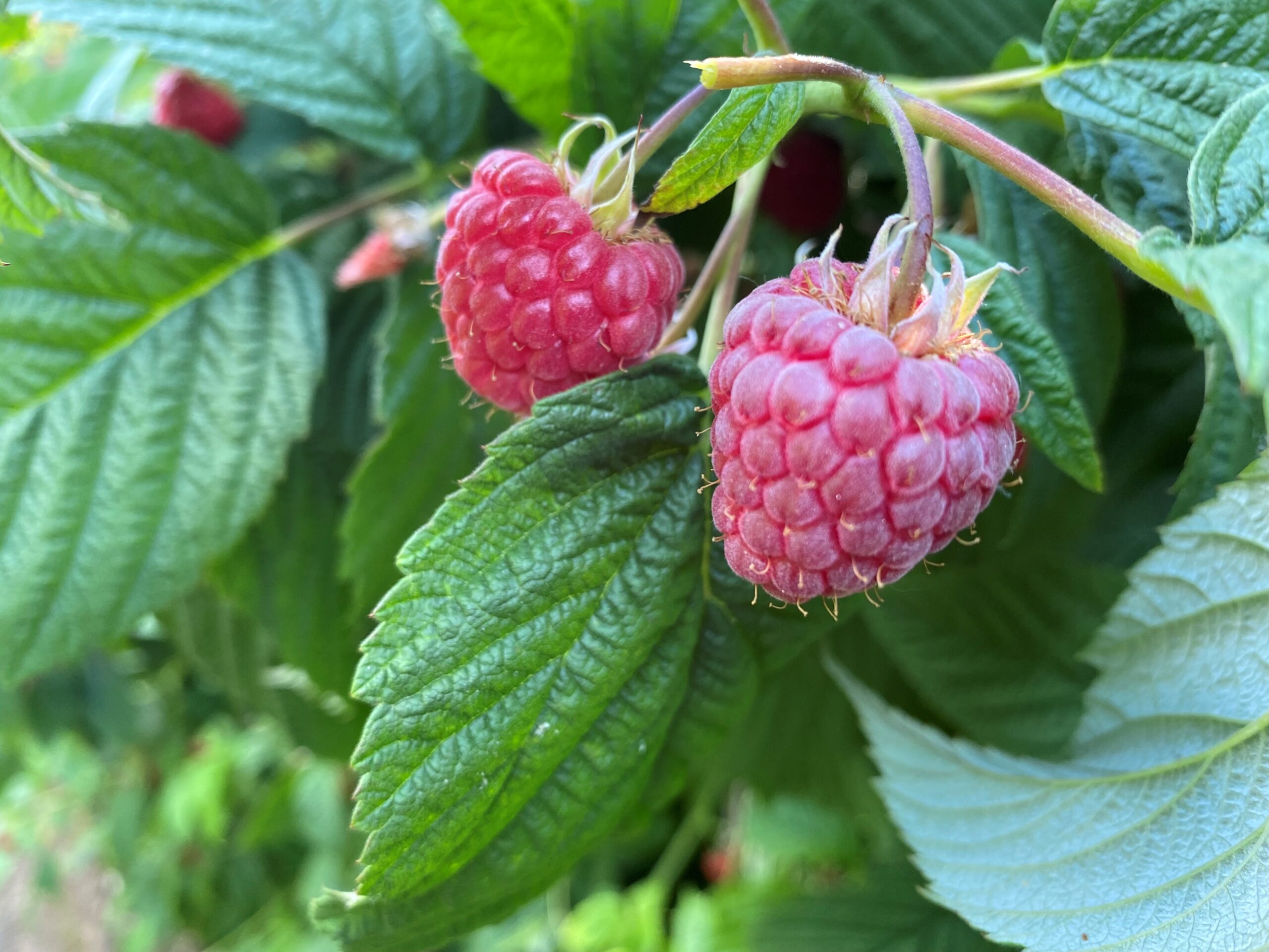 New raspberry variety to extend harvest window