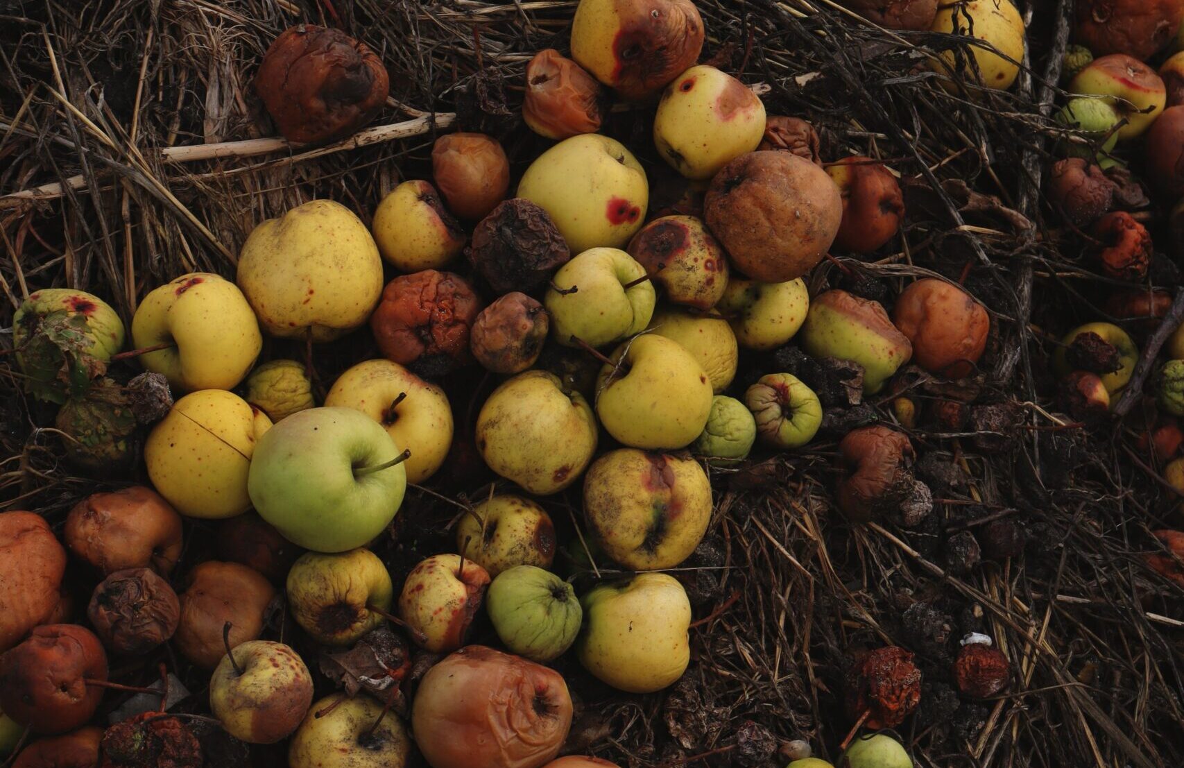 The “ugly” company fighting fruit waste in the U.S.