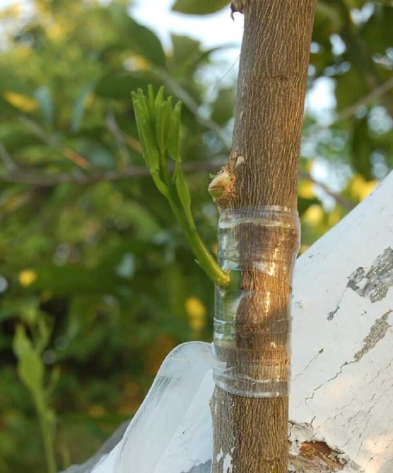 Make your own fruitful lemon graft