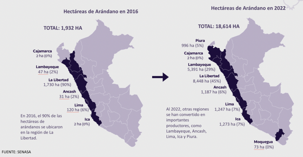 Commercial expansion of Peruvian blueberries