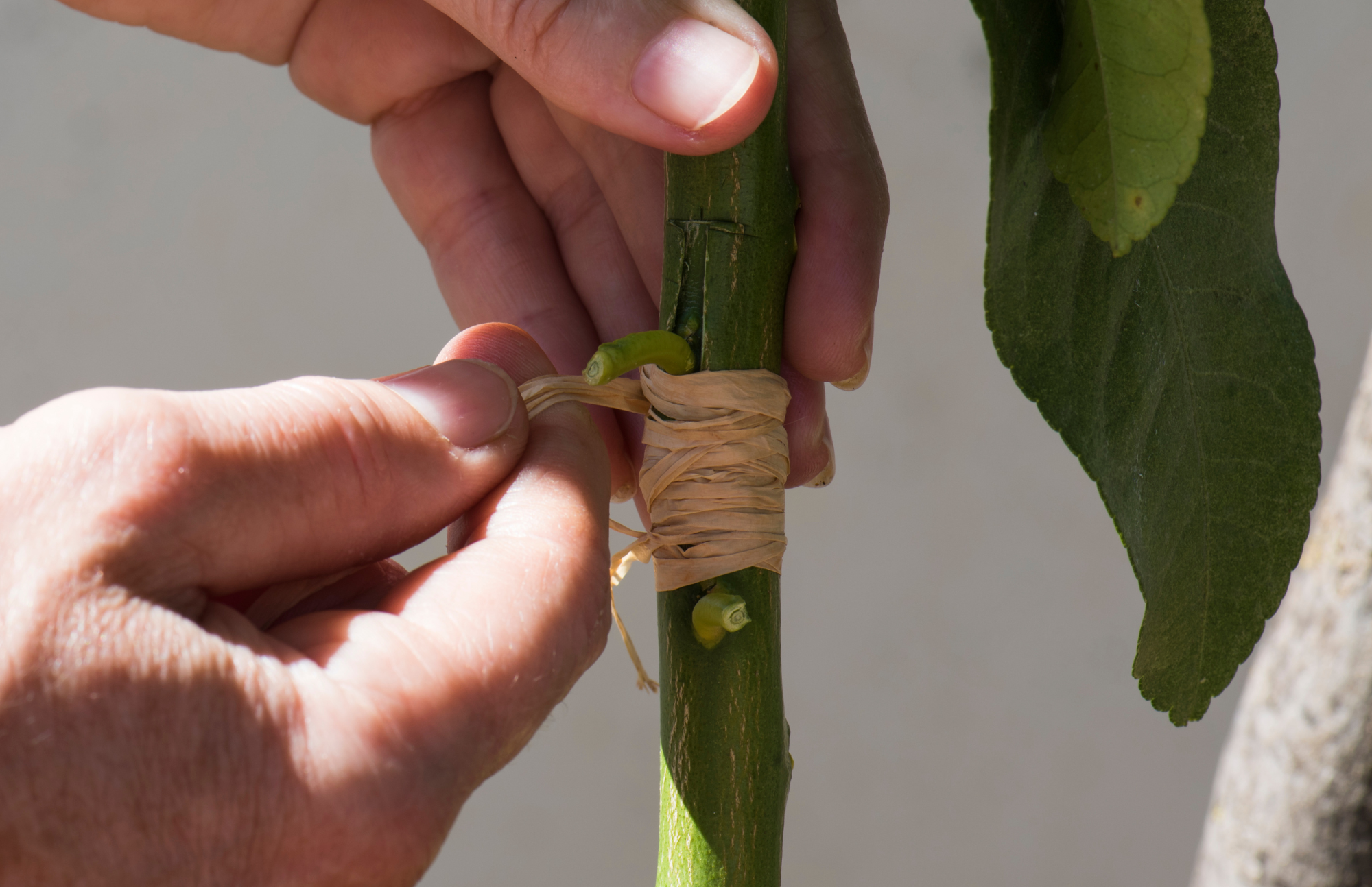 Make your own fruitful lemon graft
