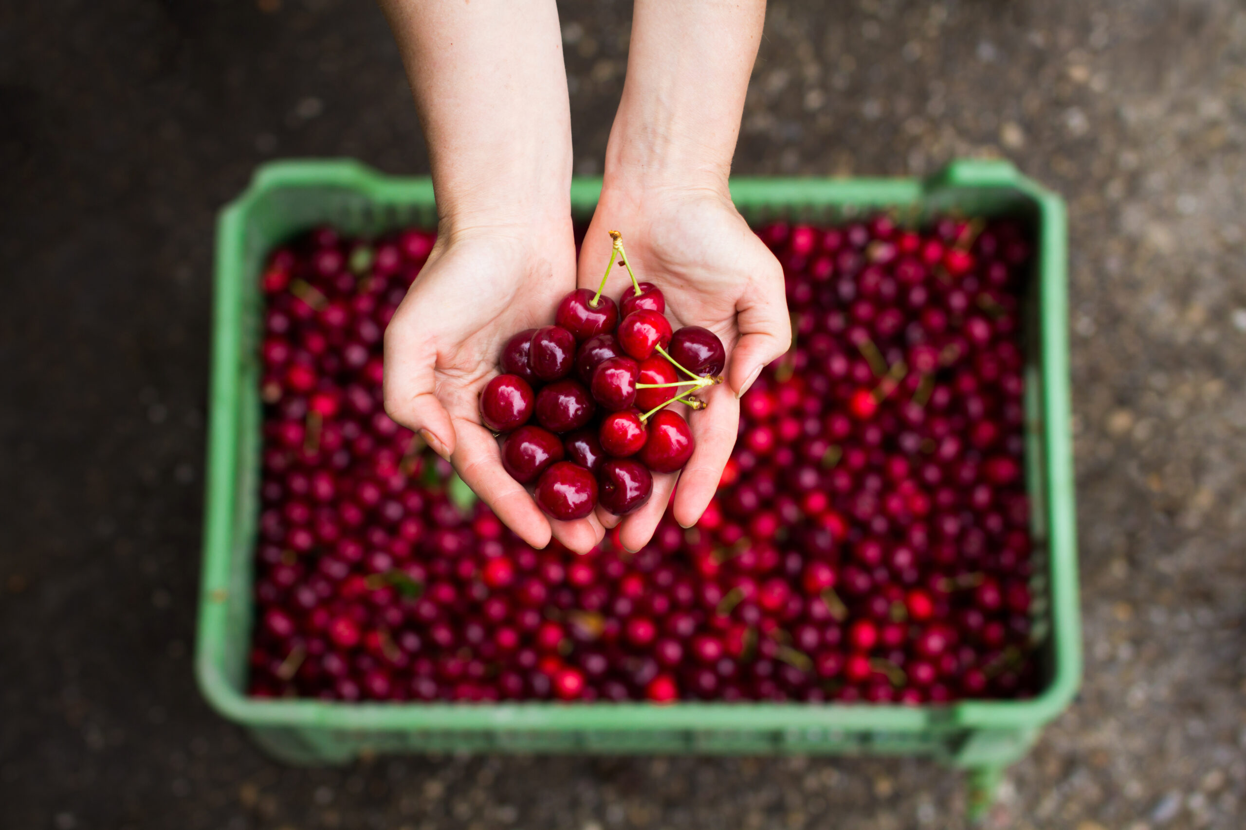 The 20-year process of developing a new cherry variety