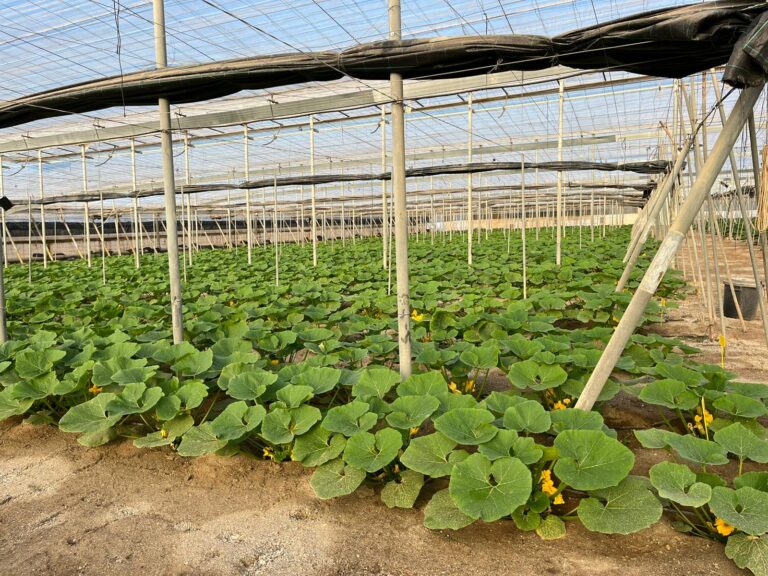 Zucchiolo: The new Spanish ag product