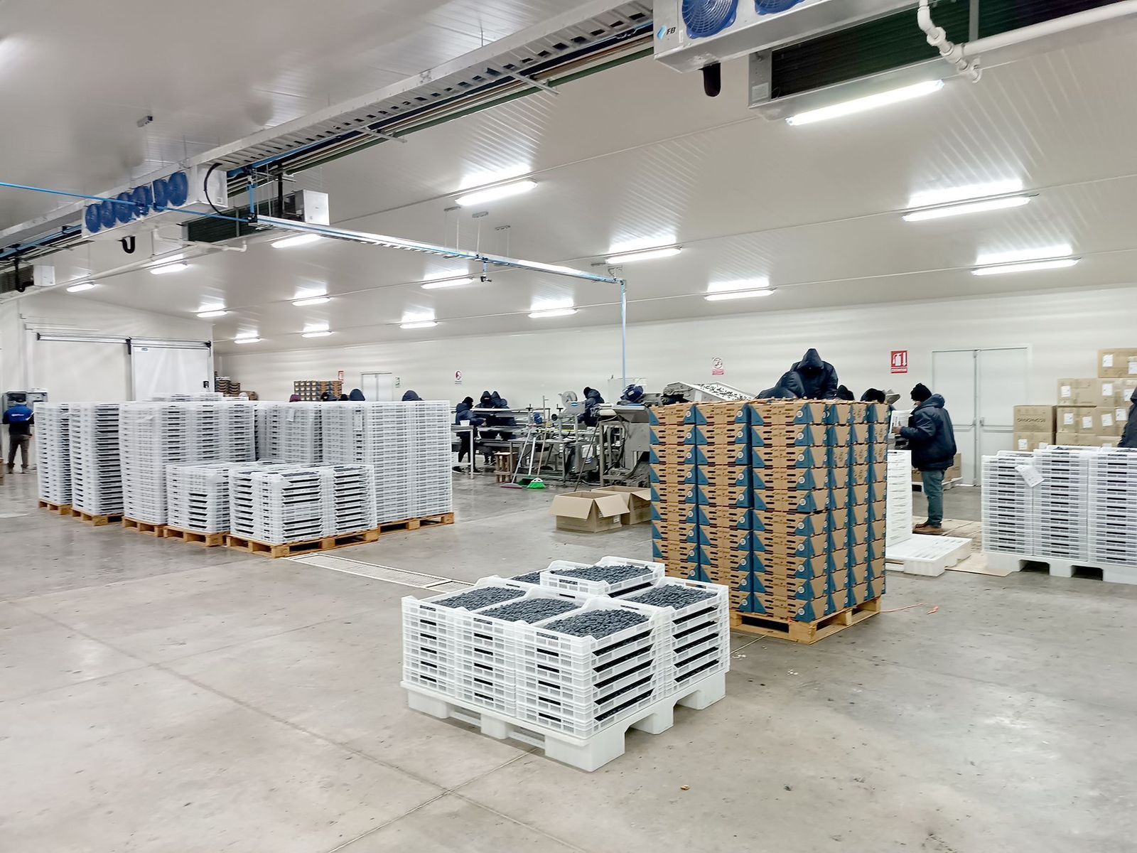 Blueberry packing plant inagurated by Camposol