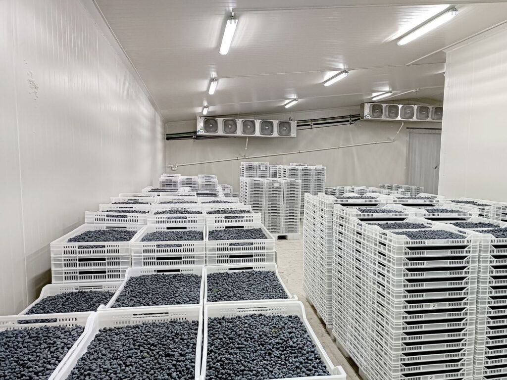 Blueberry packing plant inagurated by Camposol