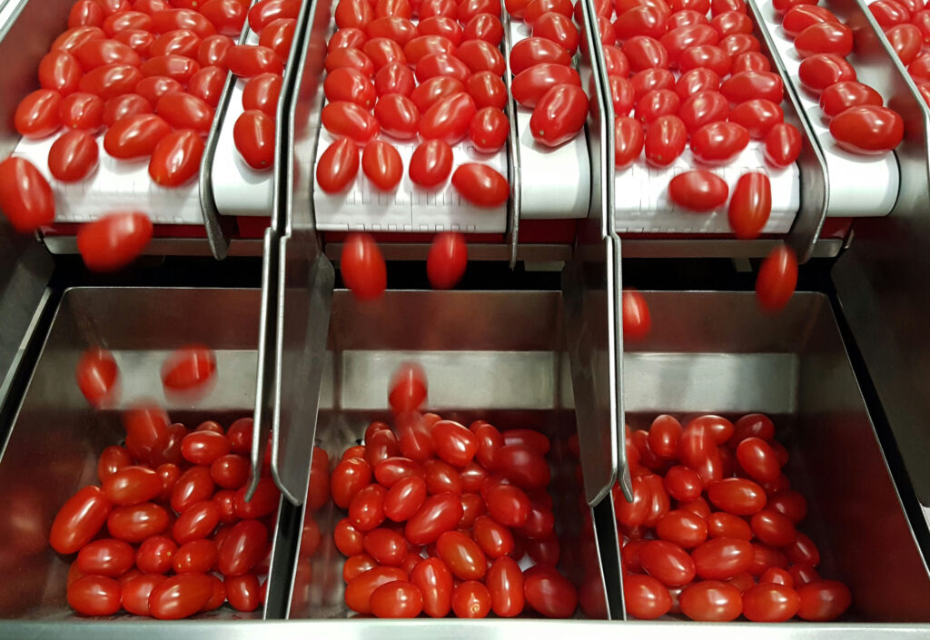 How modern sorting, grading and packing solutions are making tomato ...