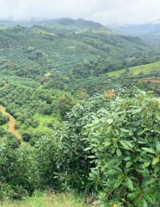 Colombian avocado continued growth is good for US retailers