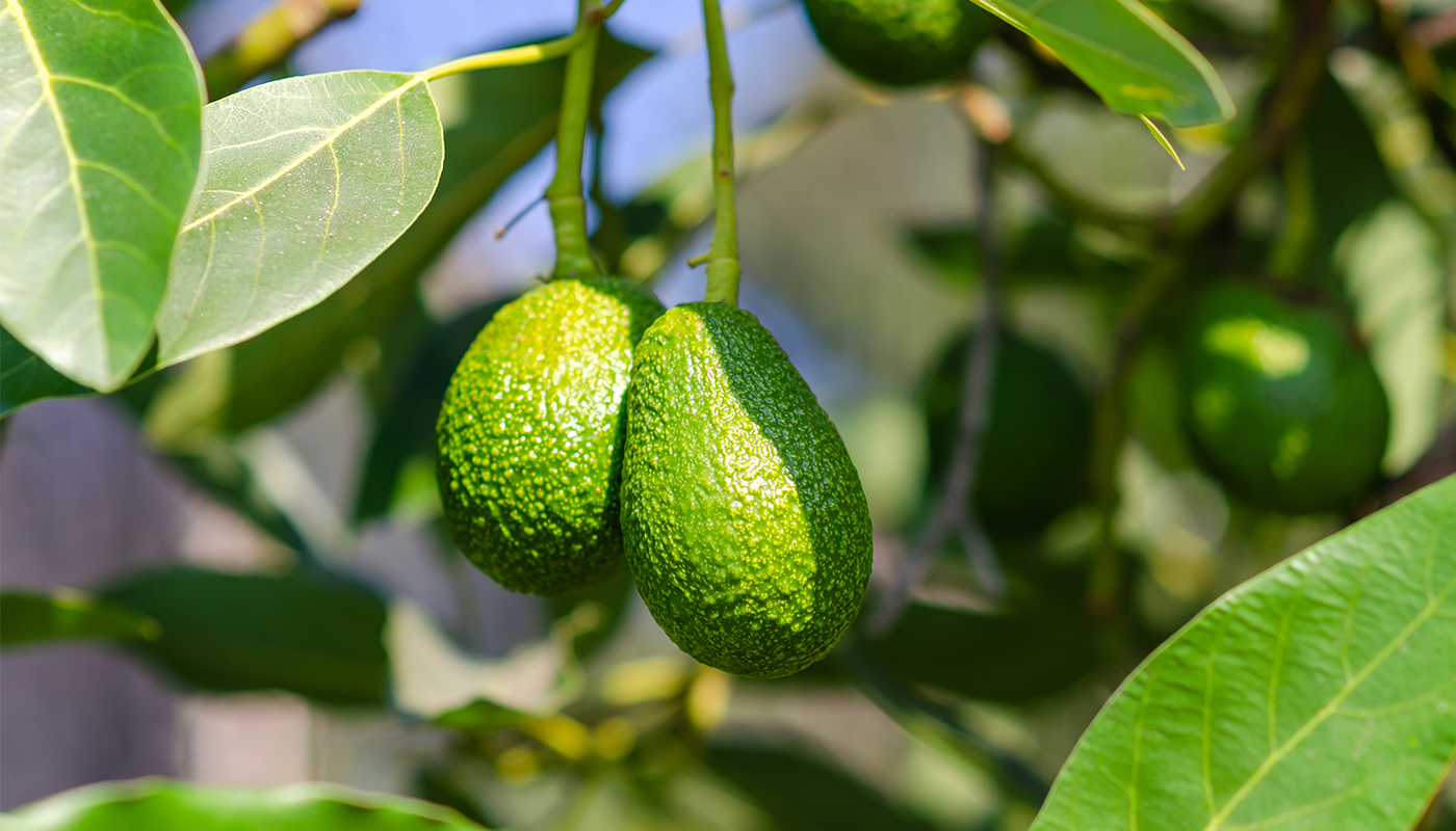 20% increase in avocado sales at Mission Produce