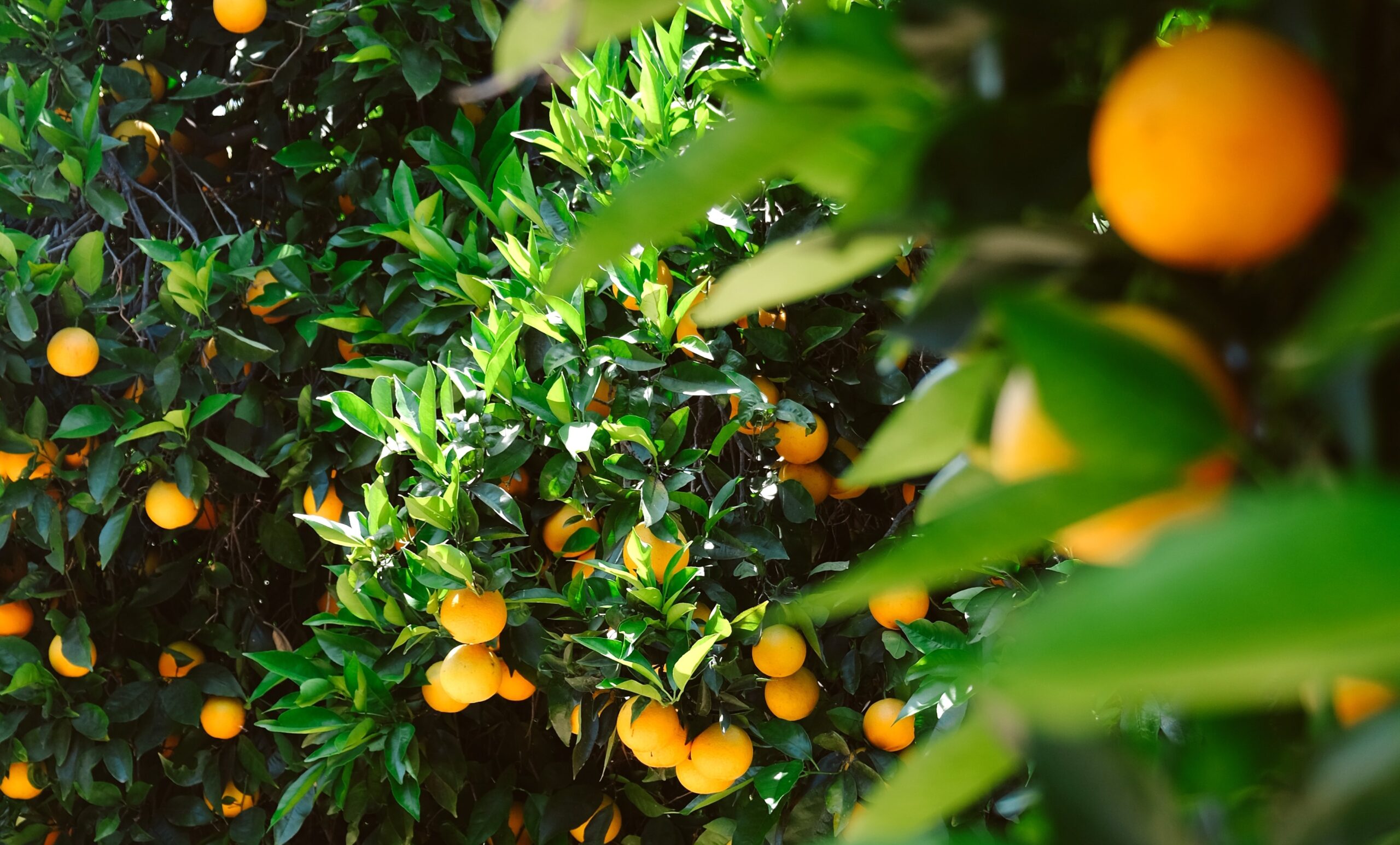 U.S. House Passes Florida citrus relief for hurricane damage