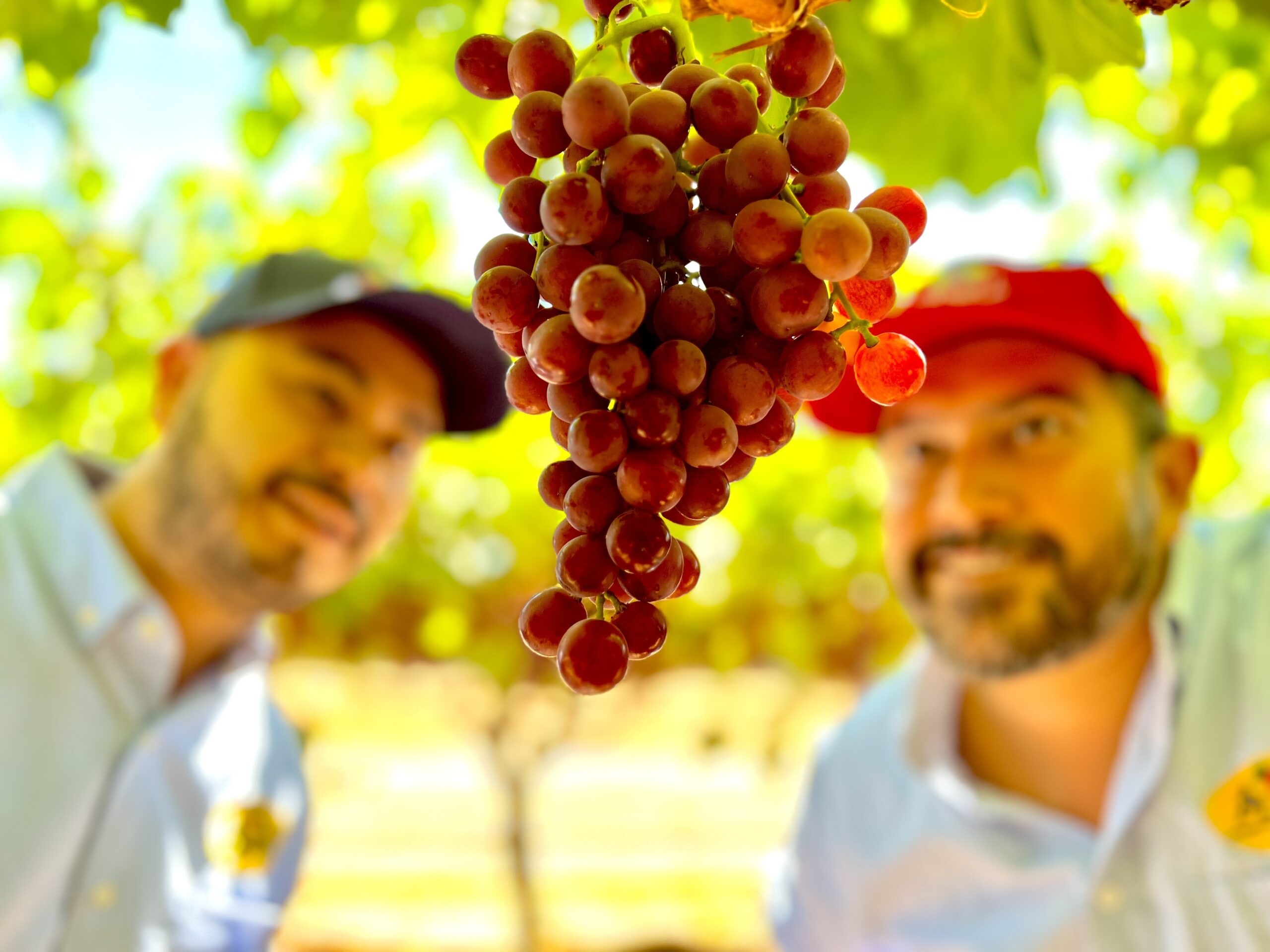Mexican grapes winding down