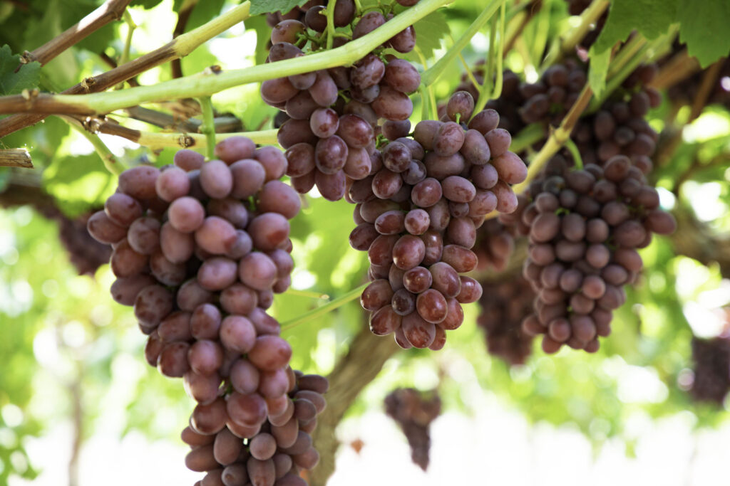 Sun World announces new red seedless grape brand