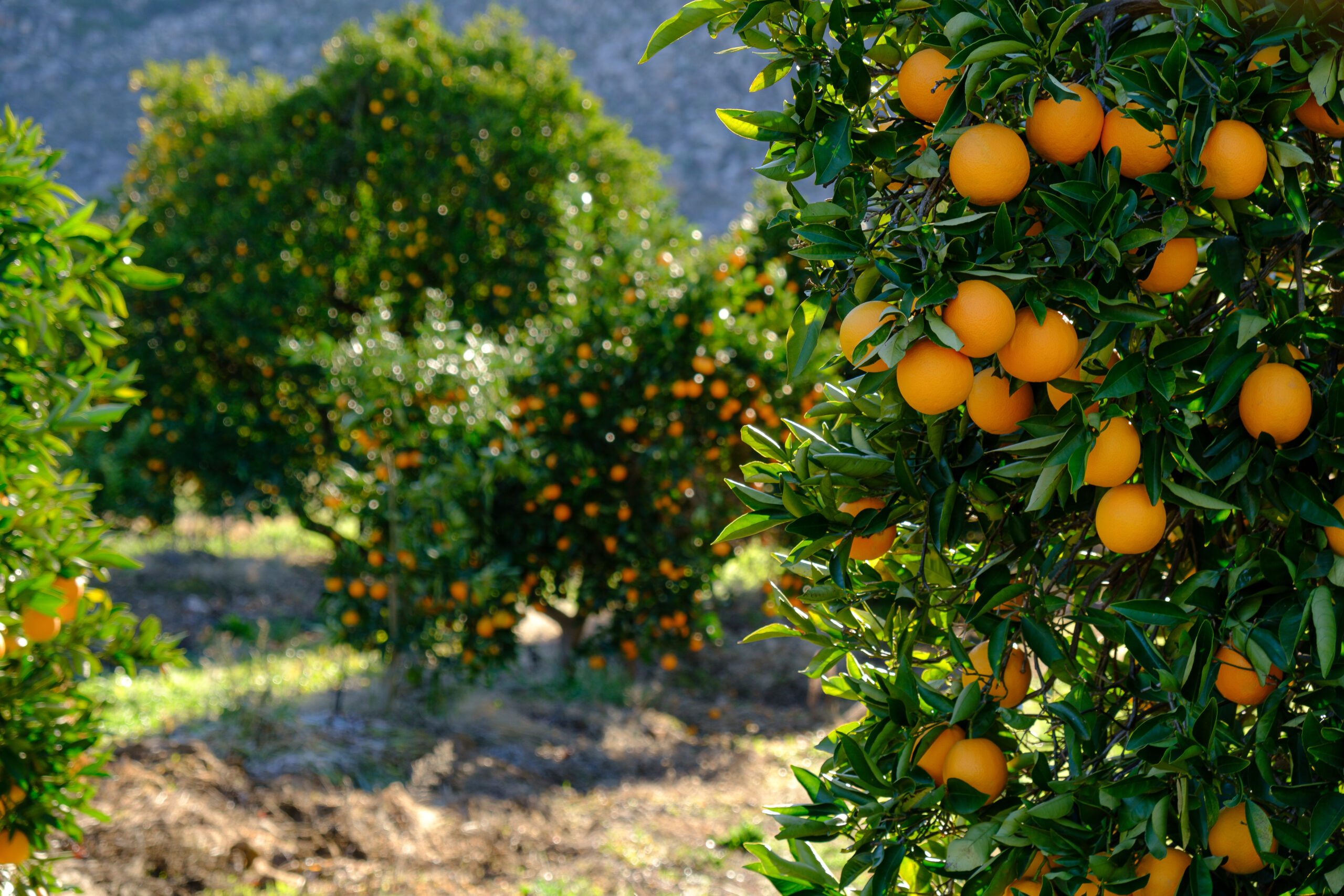 South Africa citrus notes growth and a key ally