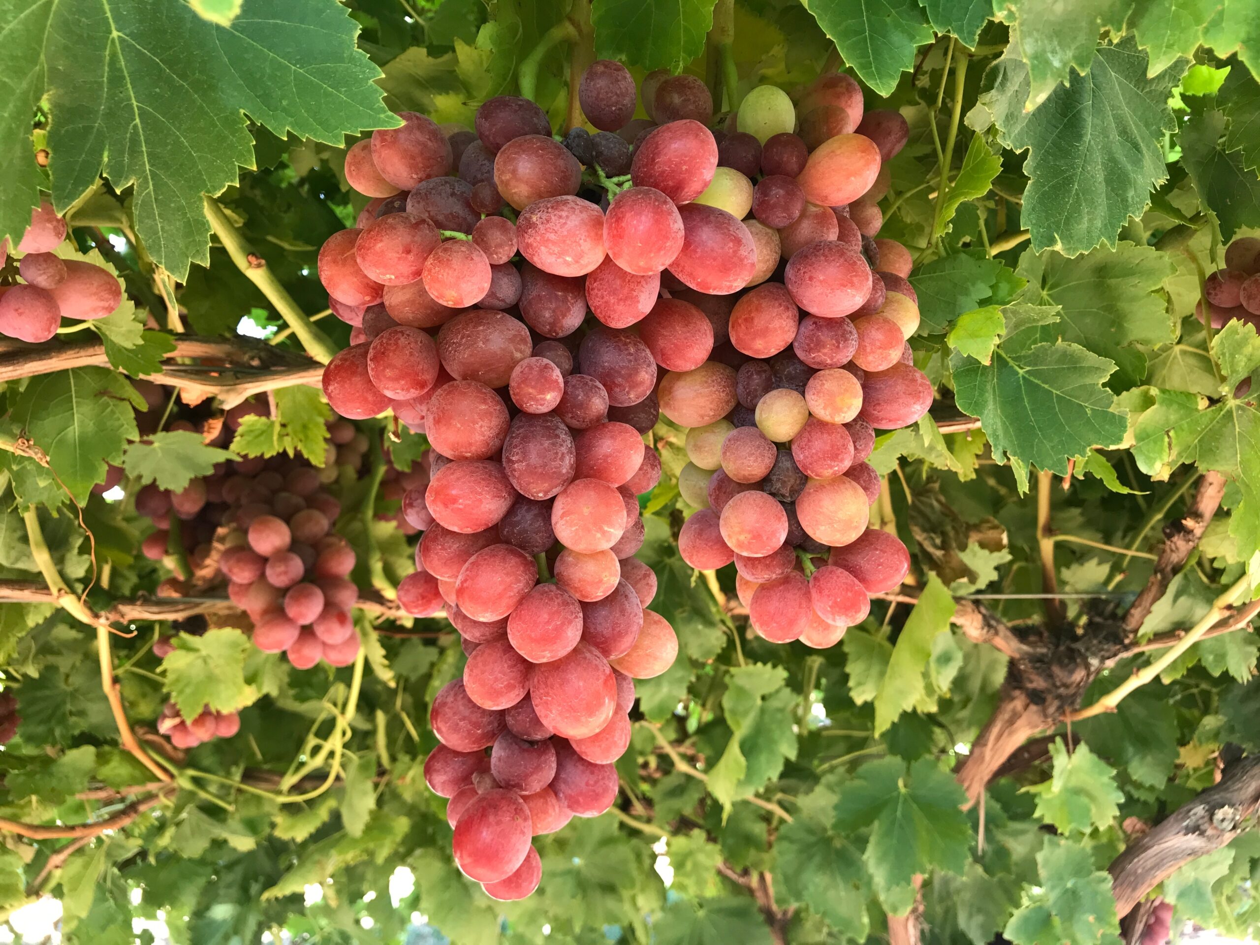 Best Table Grapes To Grow In Australia at Alyssa Camm blog
