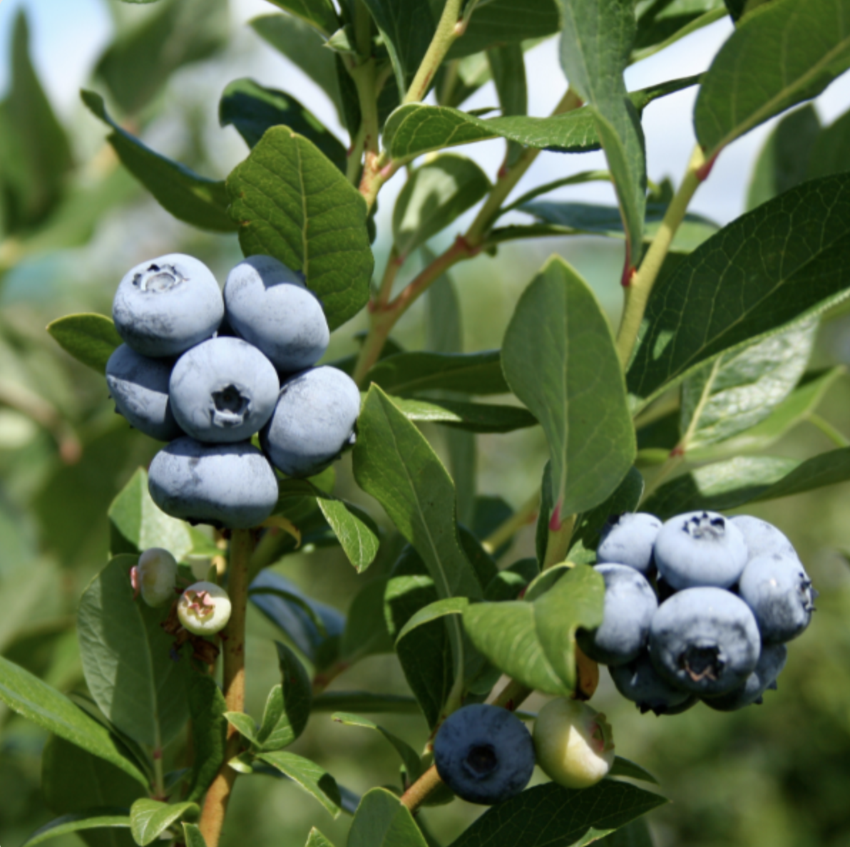 Michigan blueberries: A great season