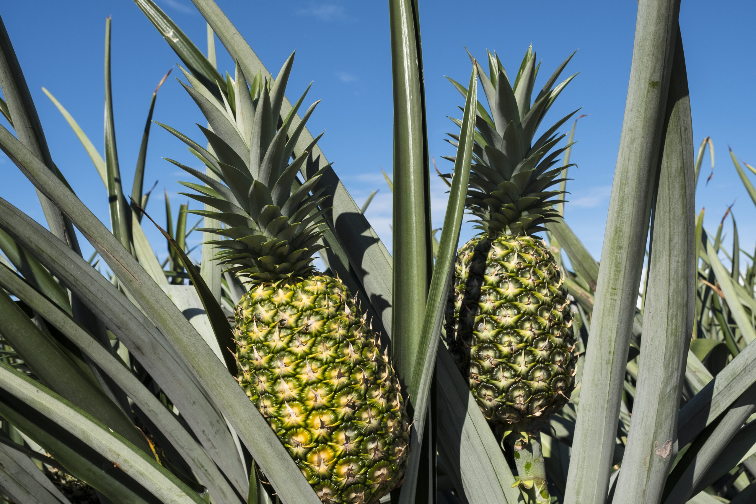 Carbon neutral pineapple is finalist in world sustainability awards