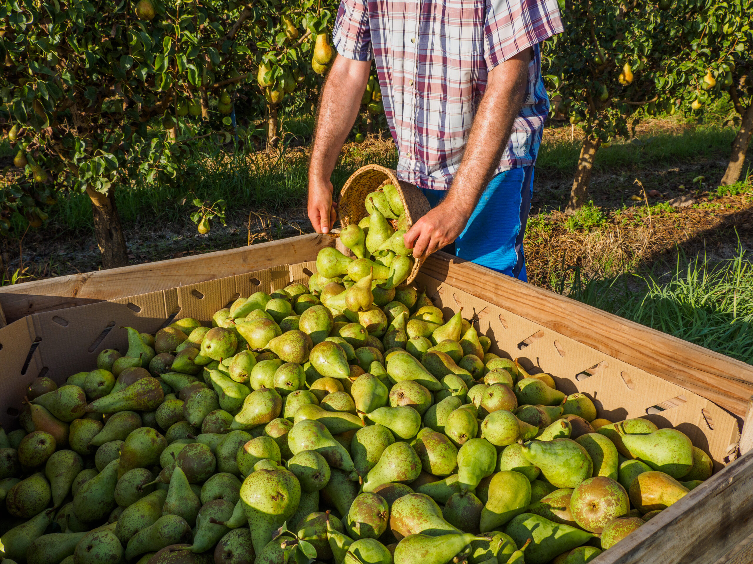Washington and Oregon pear producers continuation referendum