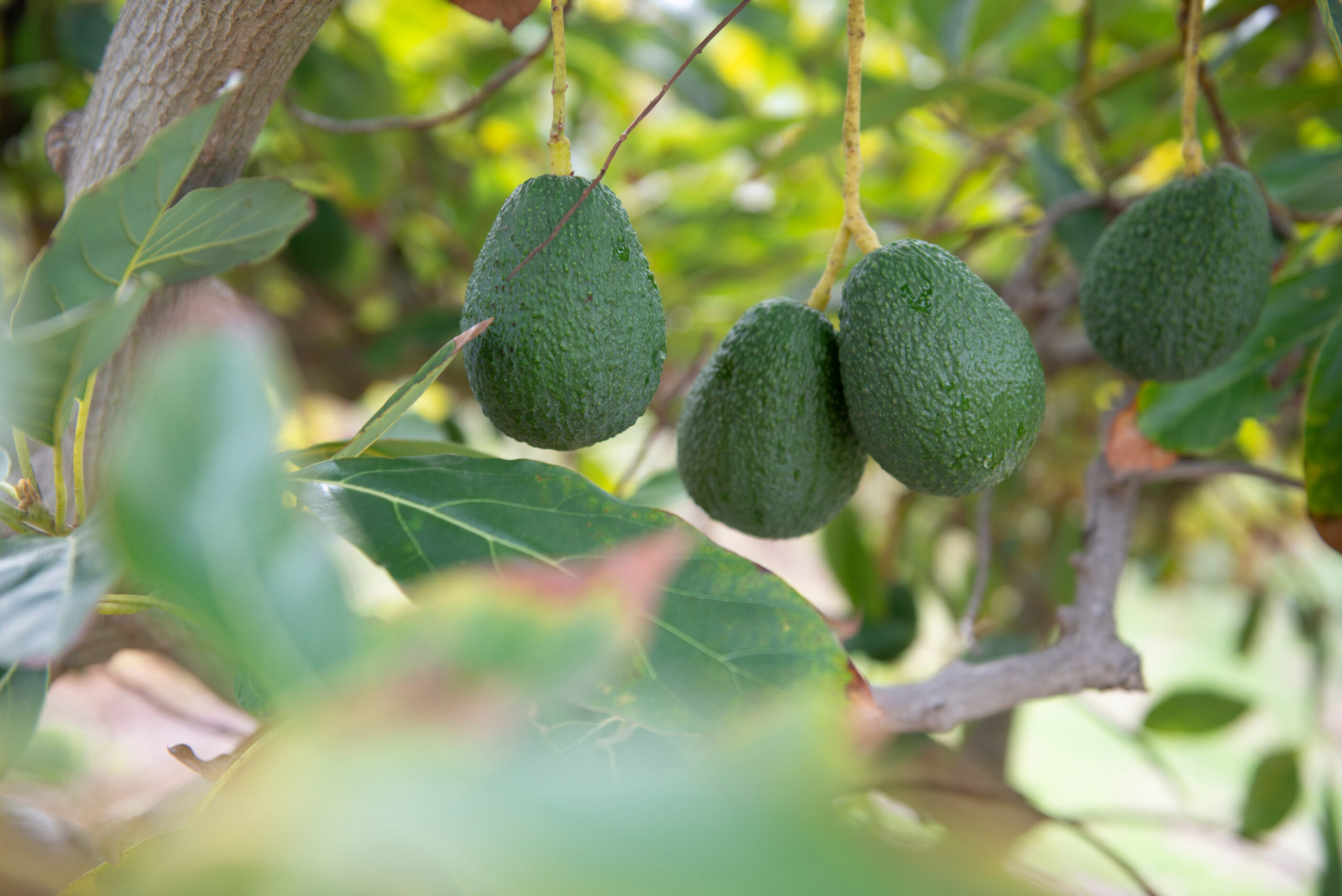 California avocado growers’ stormy season winds down