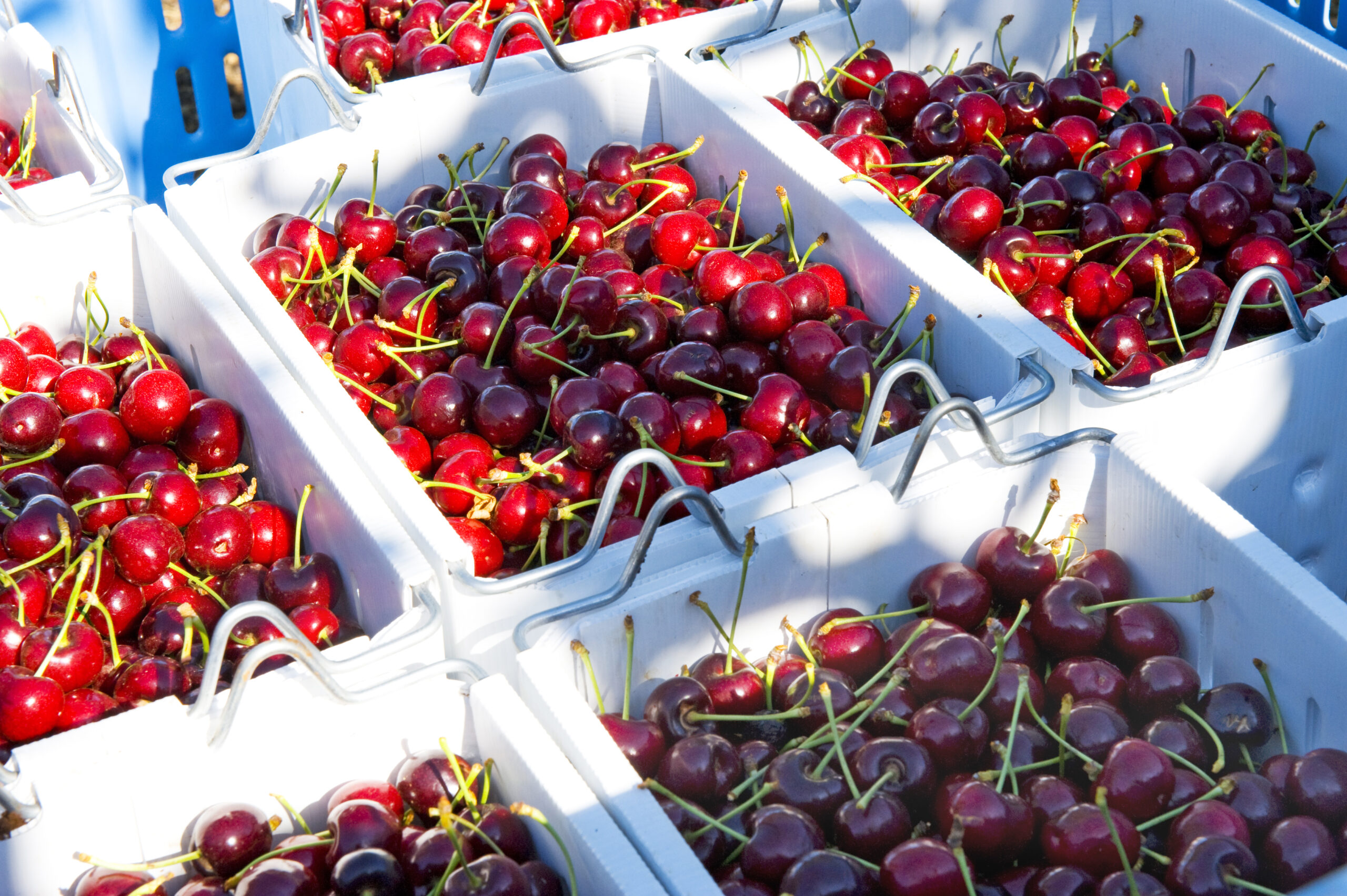 Germany: Unexplored potential for U.S. cherry exports