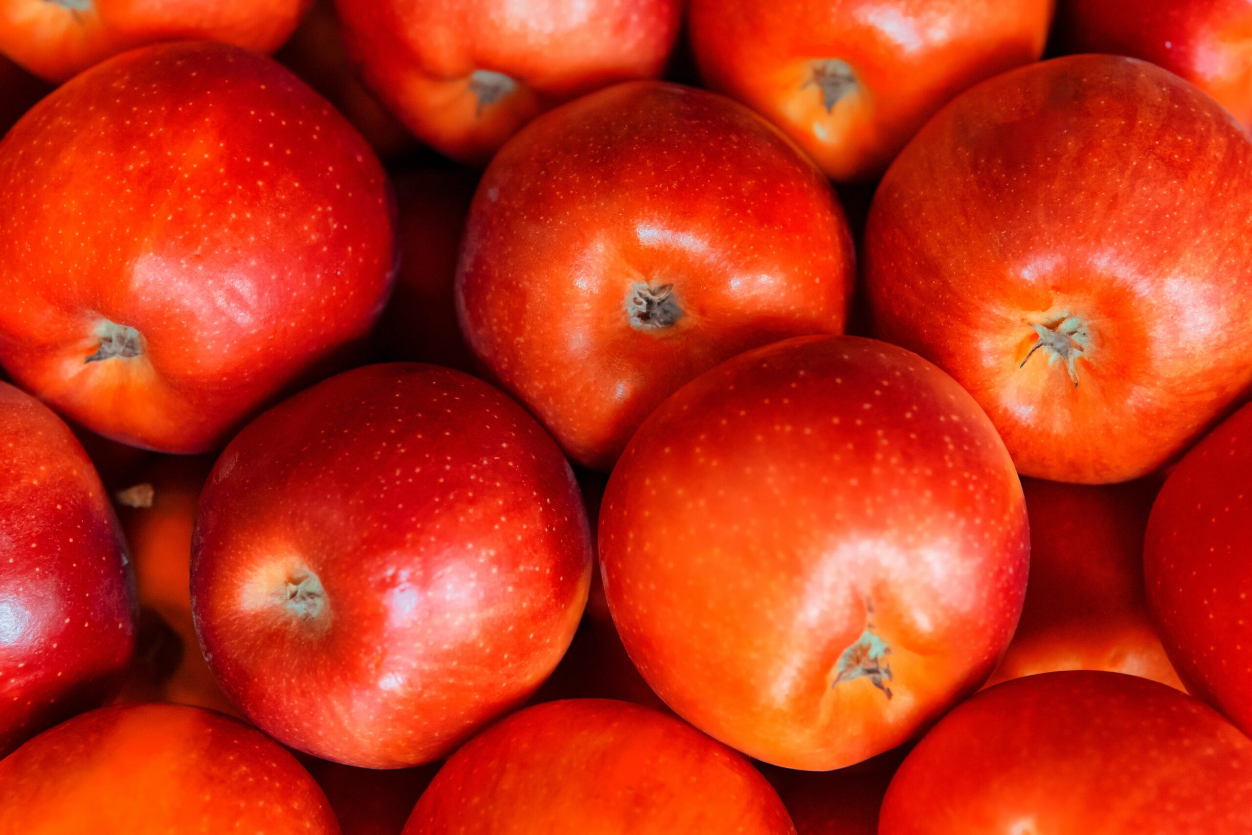 Washington Red Apple