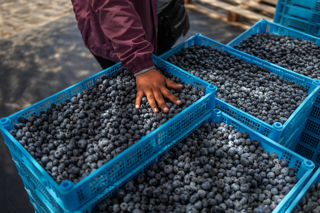 Agrovision and Greenvic expand alliance into China