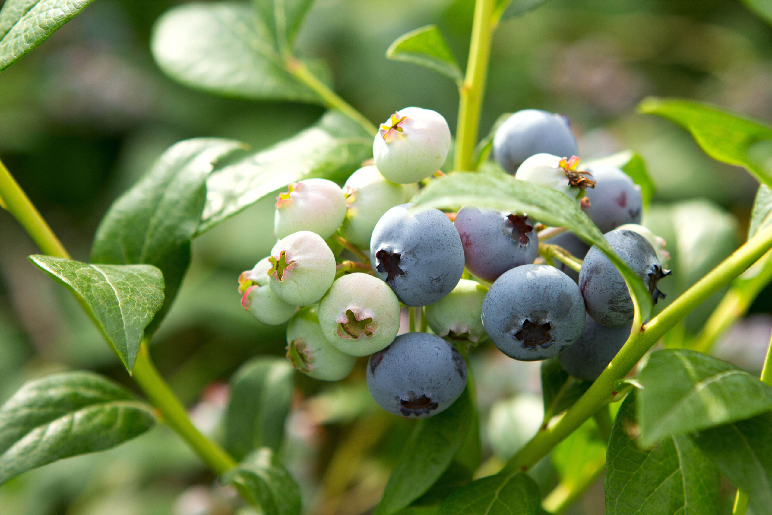 Peru's quest for varietal diversification in blueberries