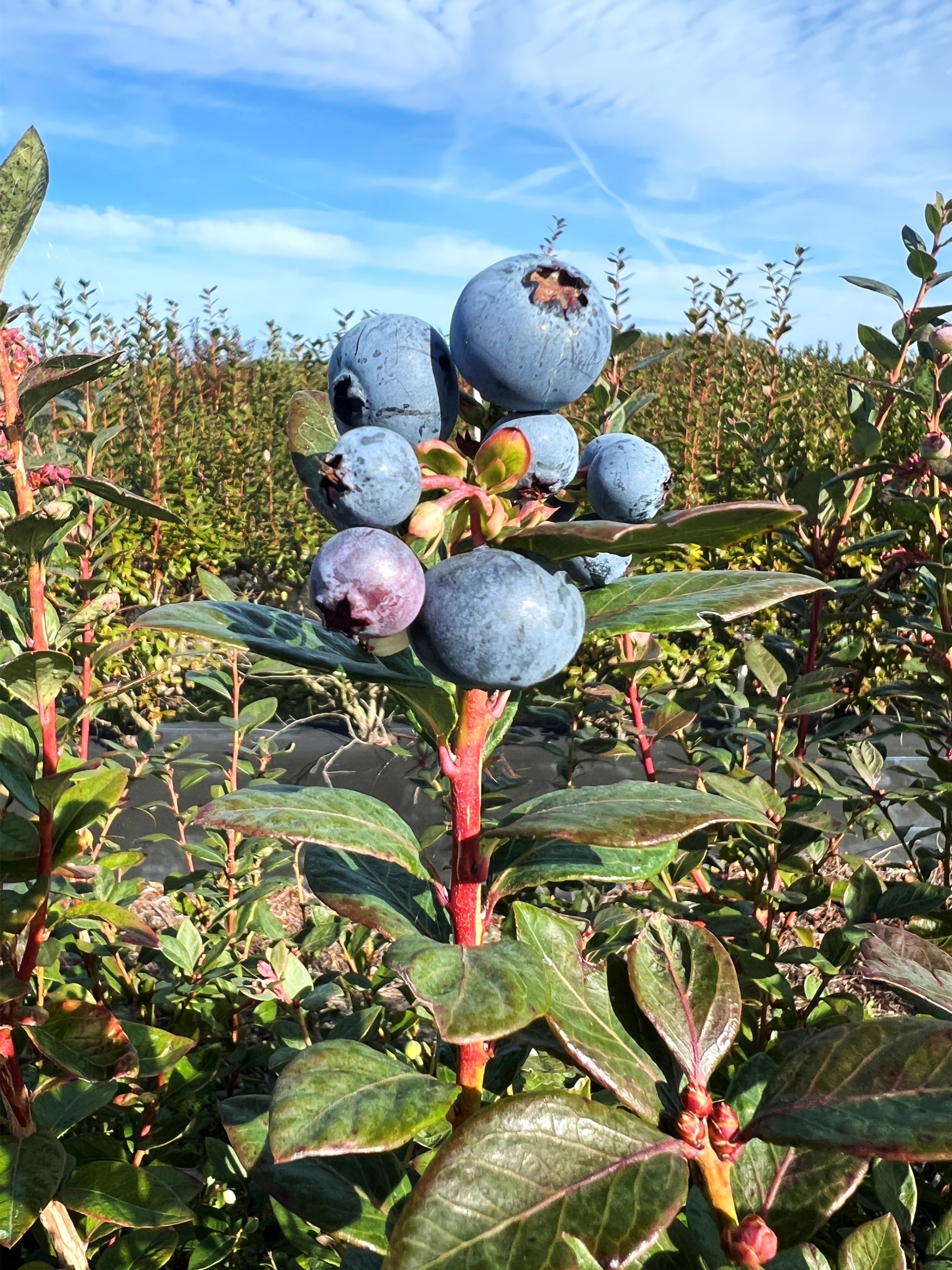 UF research developing off-season Florida blueberry