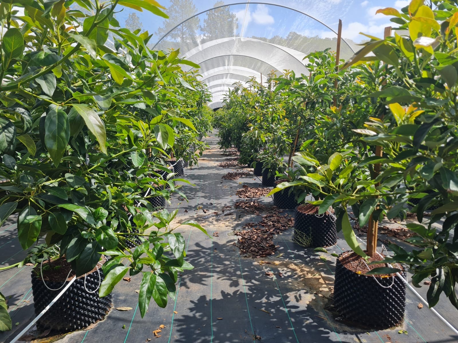 Plantations of avocados in pots growing in Mexico