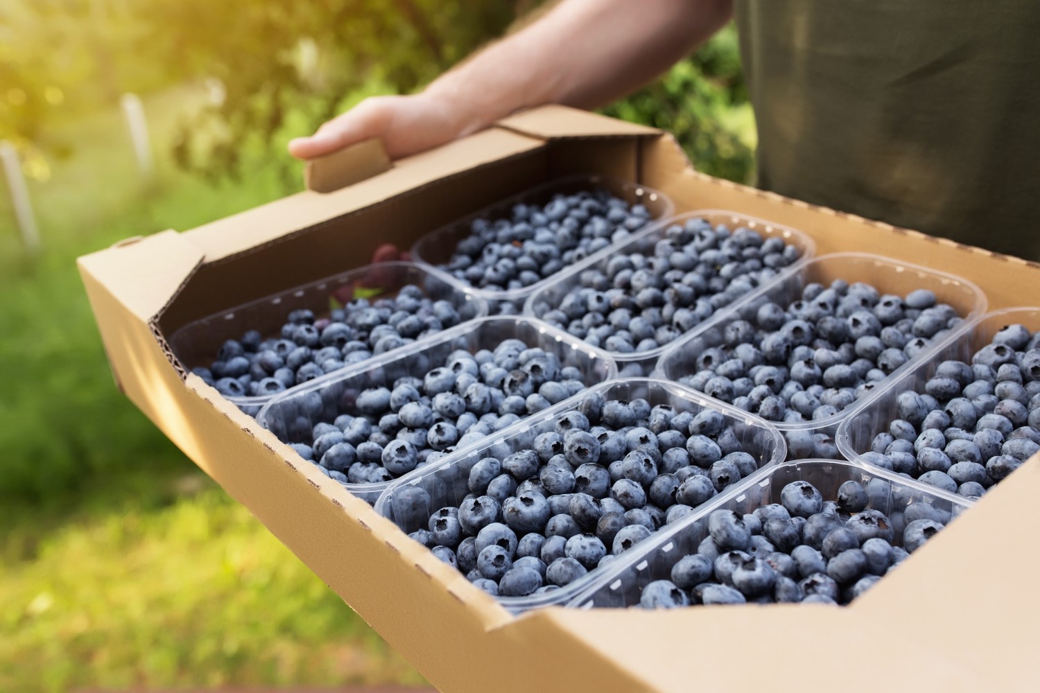 U.S. paying 55% more for Peruvian blueberries over 2022