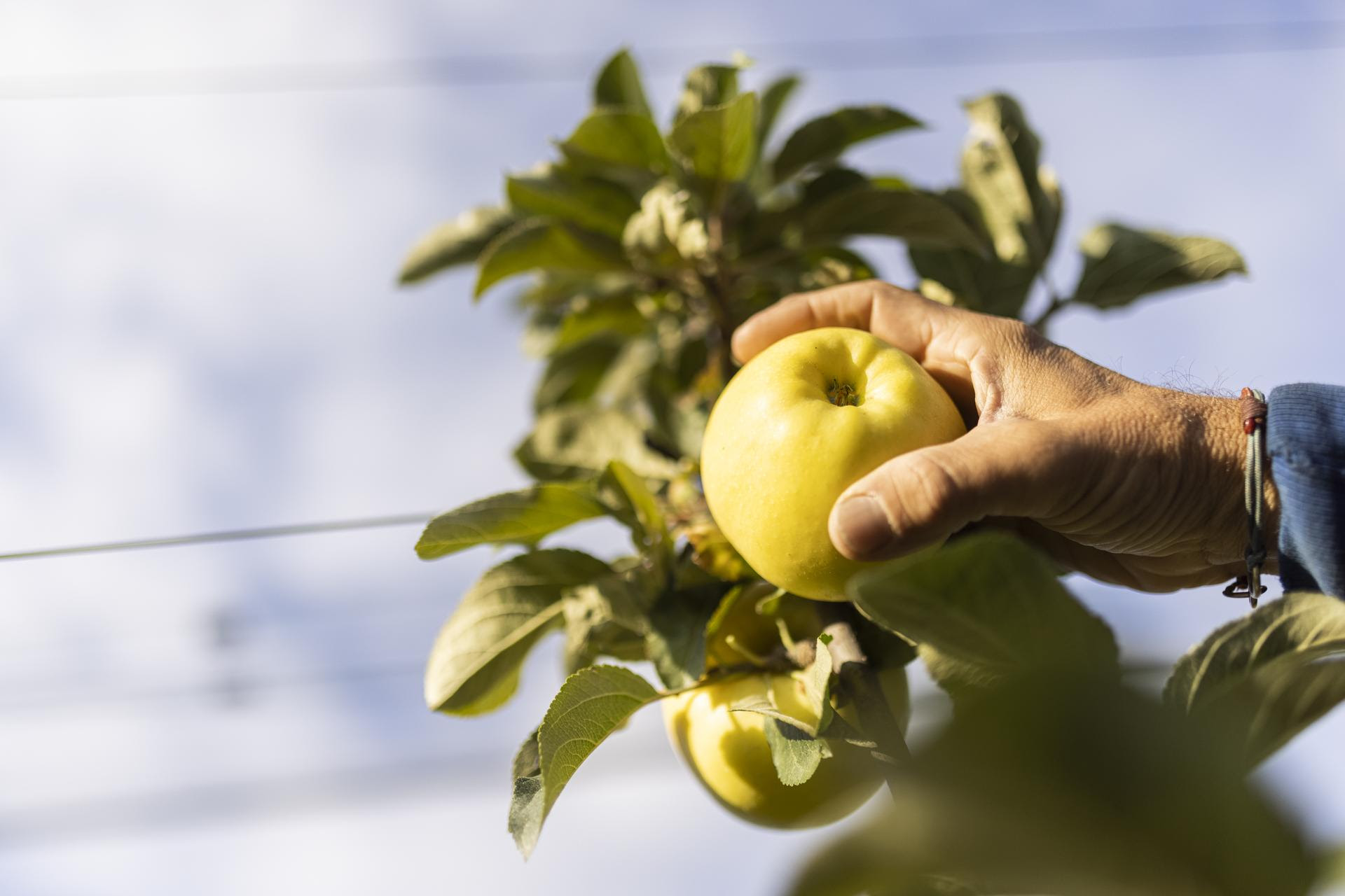 Yello is back, the yellow apple for real connoisseurs