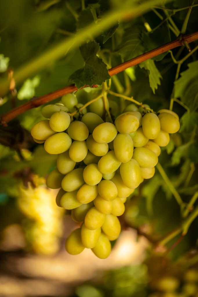 BLOOM FRESH in a New Age in Natural Non-GMO Fruit Breeding