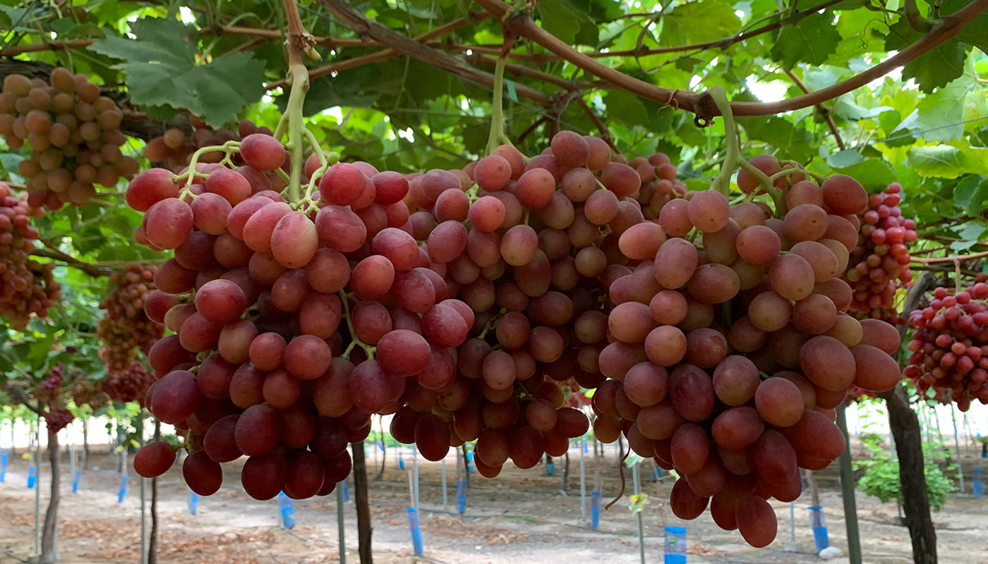 BLOOM FRESH in a New Age in Natural Non-GMO Fruit Breeding