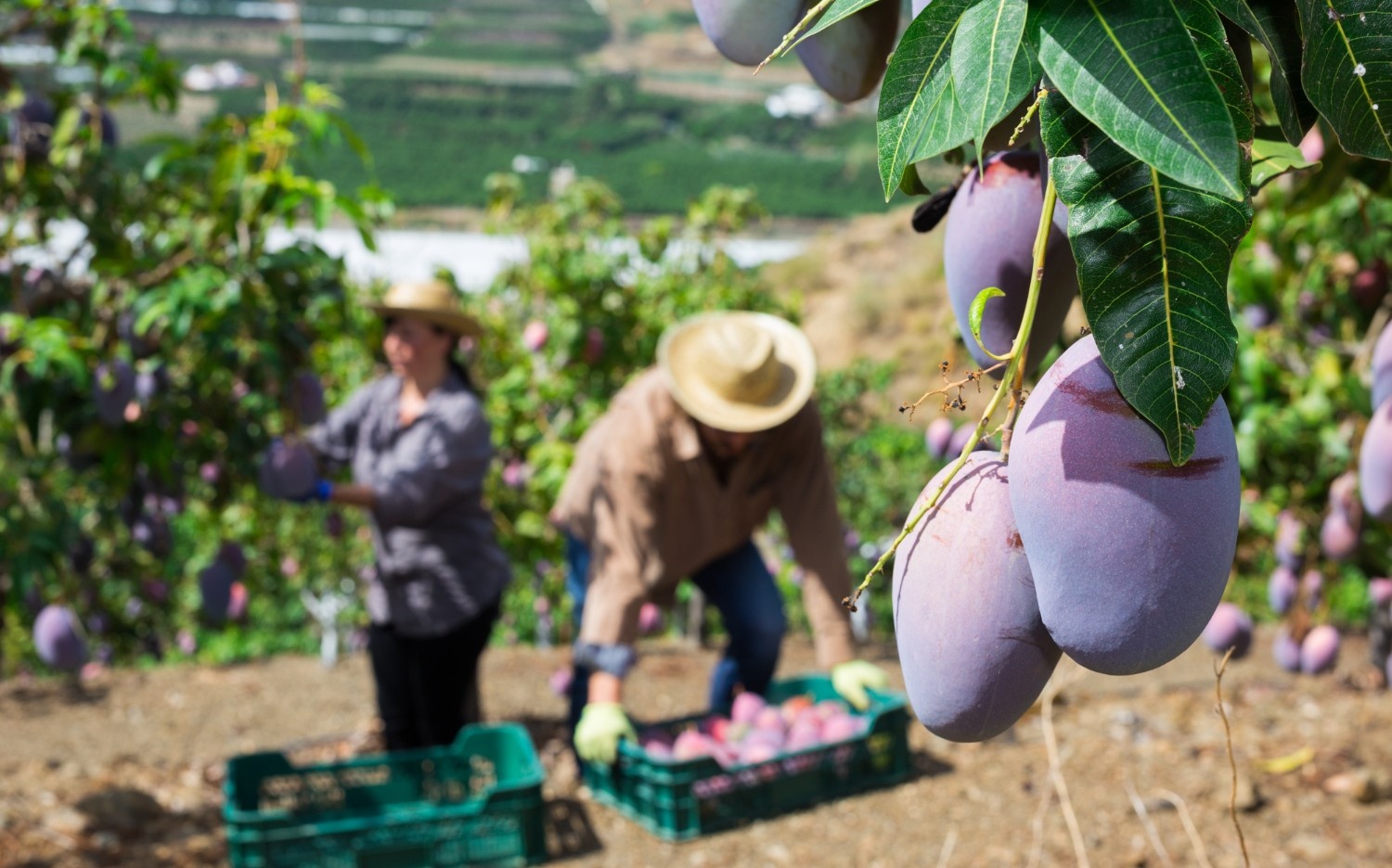 Mango volumes from South America on the rise
