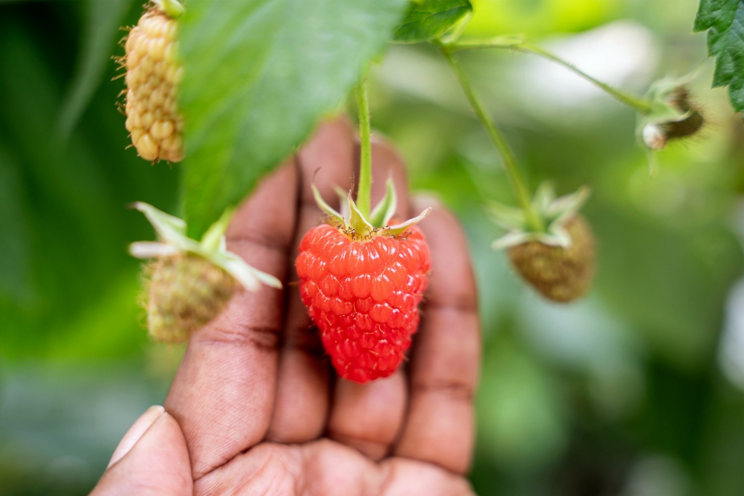 Advanced Berry Breeding unveils new raspberry varieties