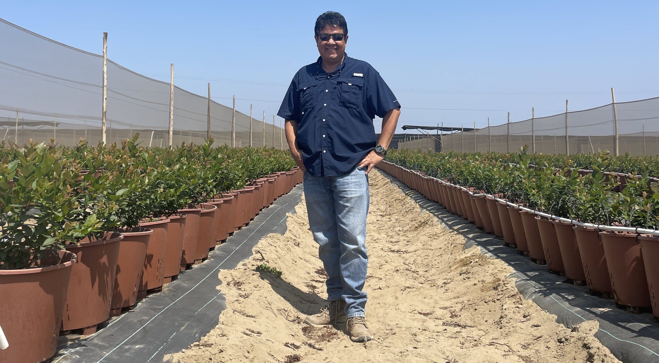Peruvian blueberry industry turns to varietal change
