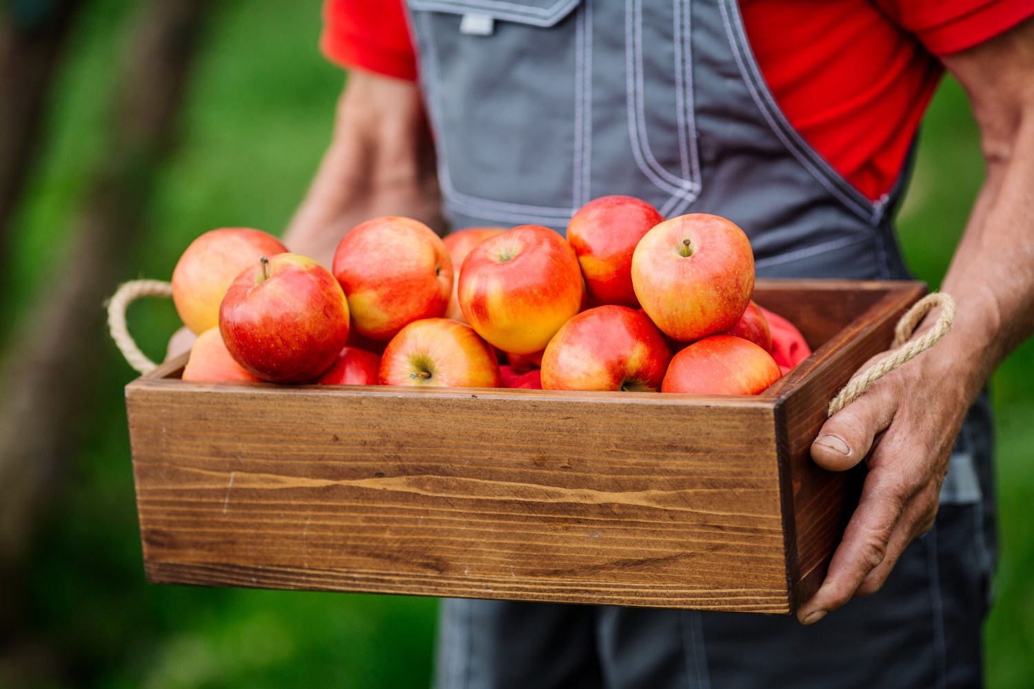 New Zealand apple production to increase 12%