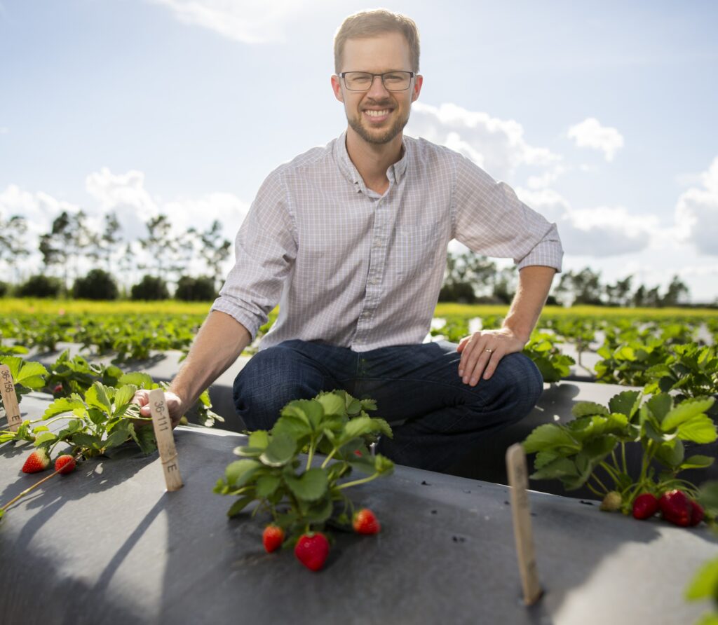 Great quality projected for Florida strawberry season