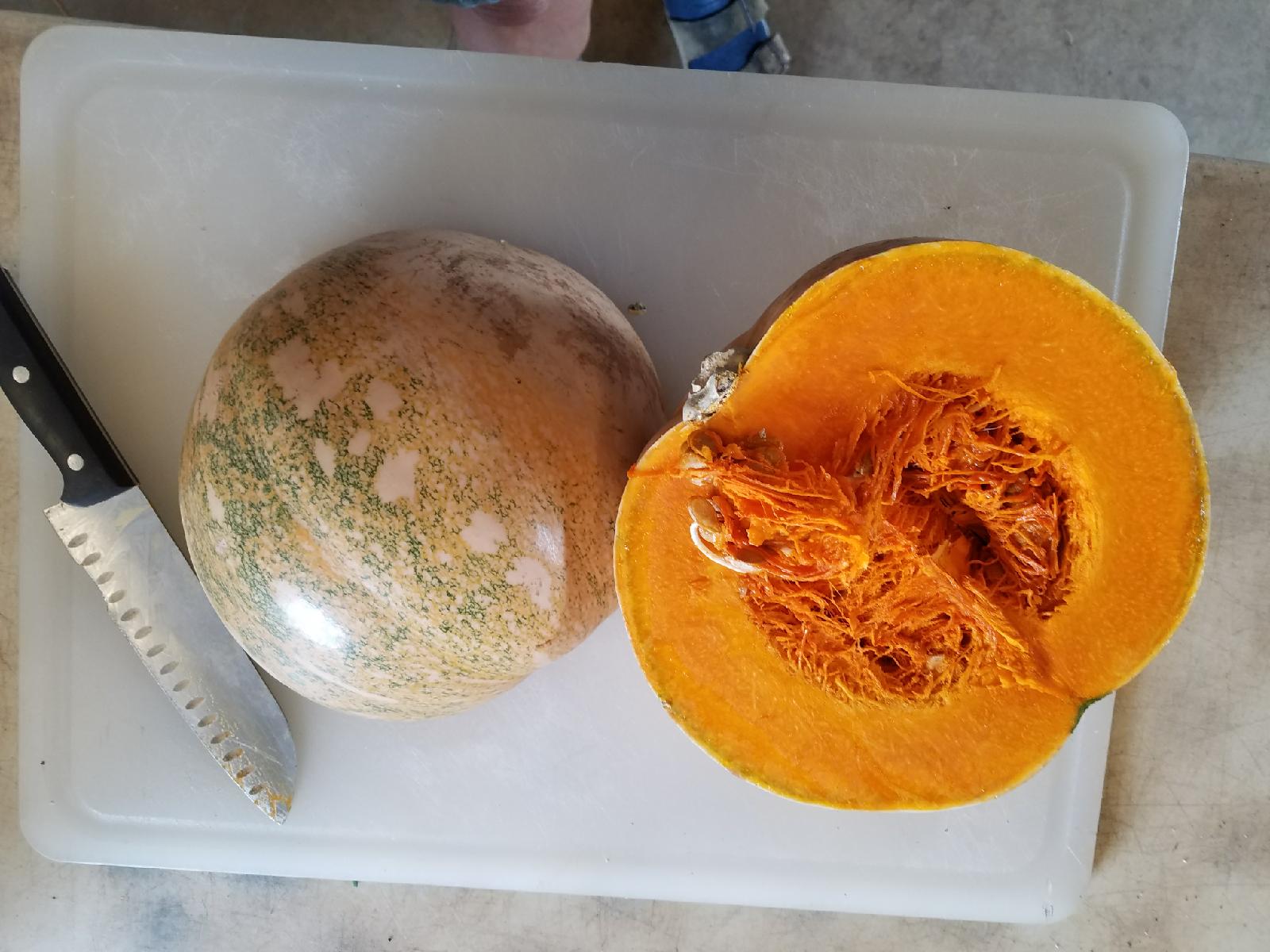 Potential for calabaza to be grown in southeastern U.S.