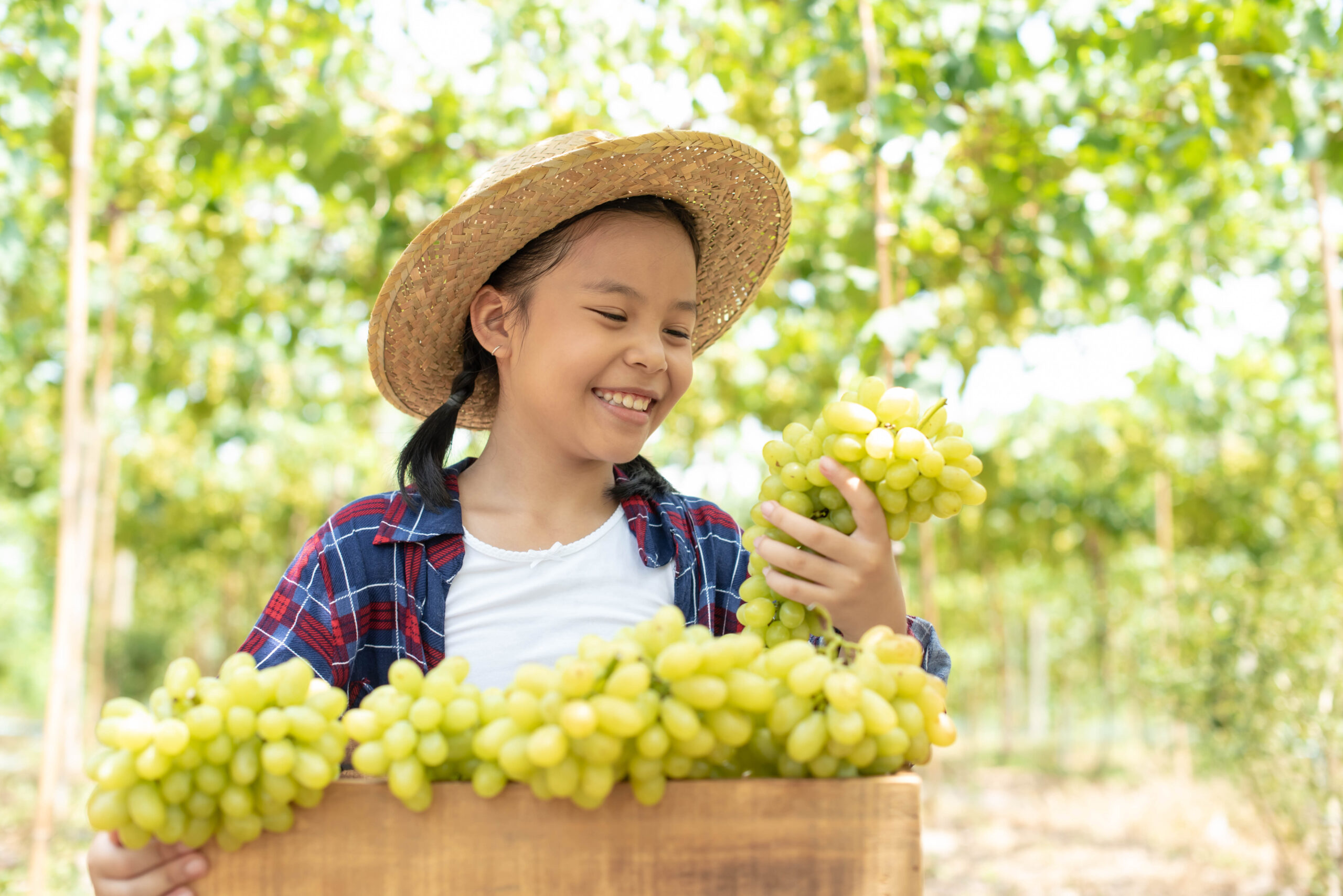 Peru now leads the global table grape market