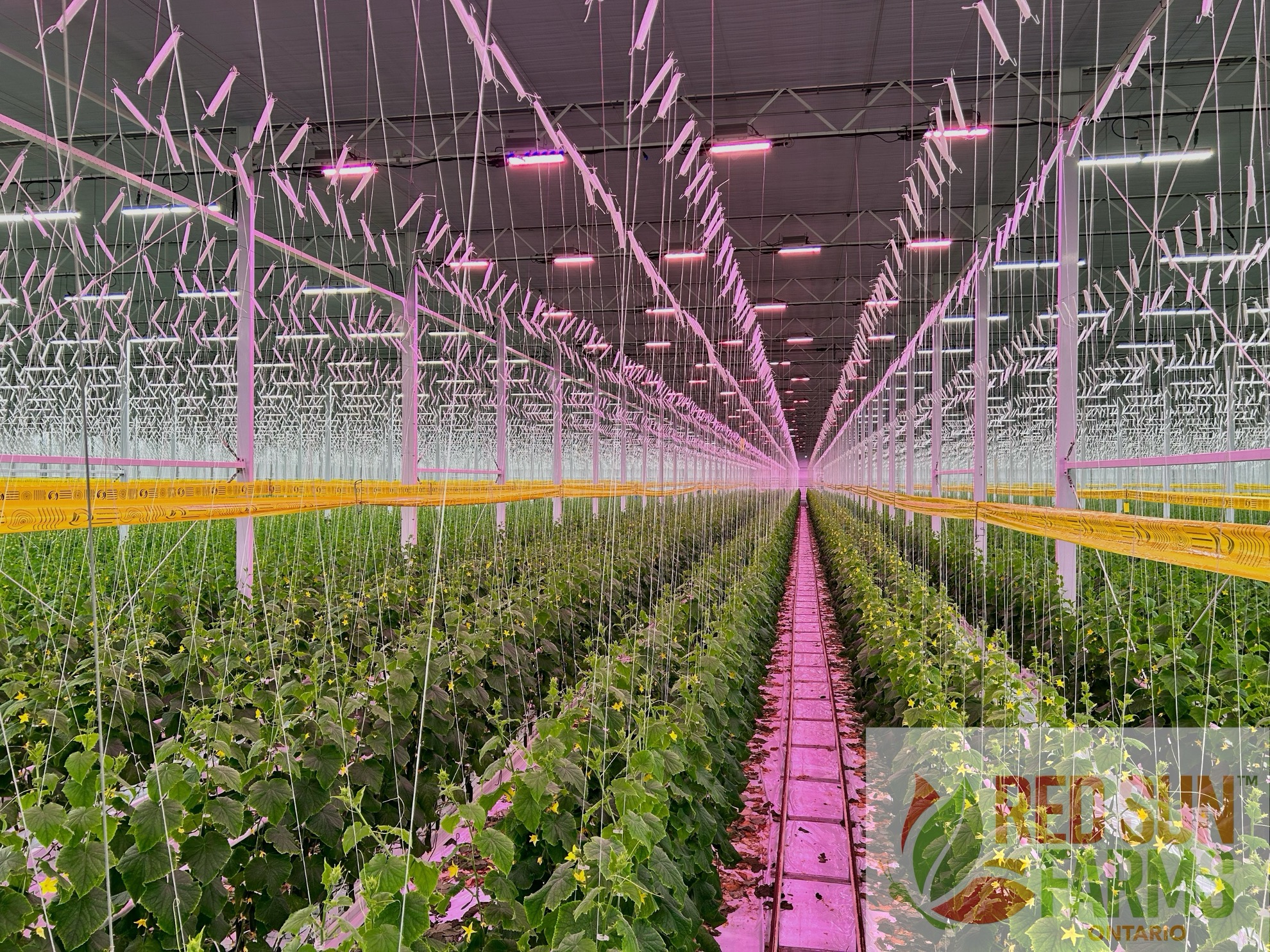 Canadian greenhouse announces far-red lighting trial