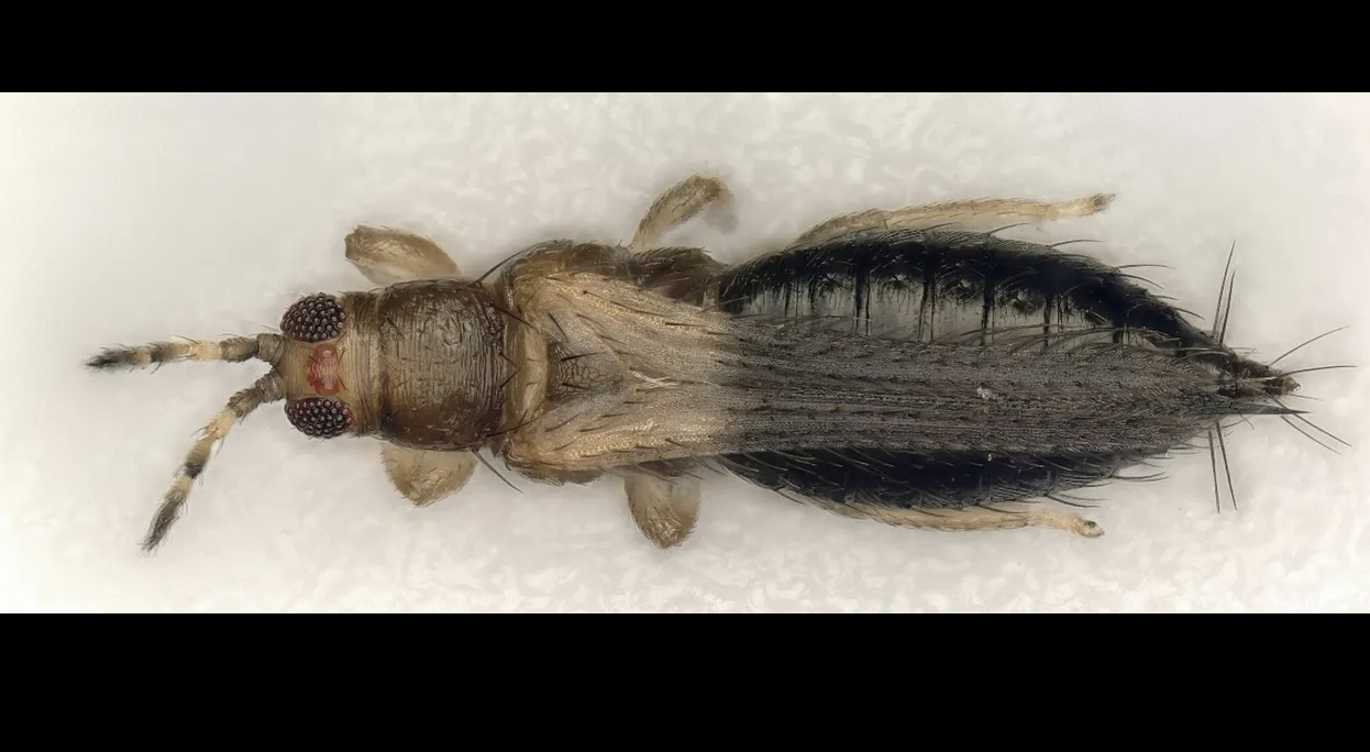 Florida successfully controls deadly pest