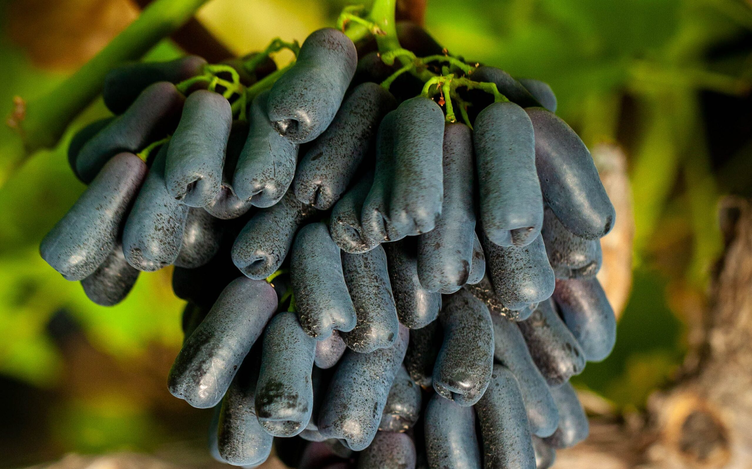 Bloom Fresh to license protected plant varieties in China