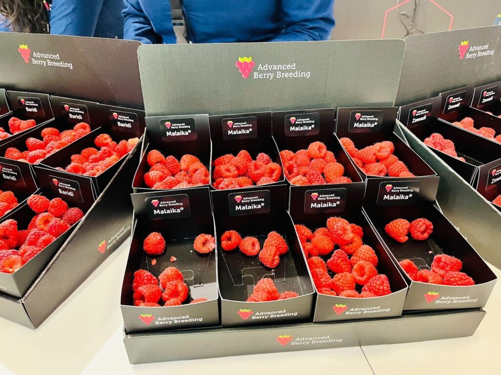 Advanced Berry Breeding unveils new raspberry varieties