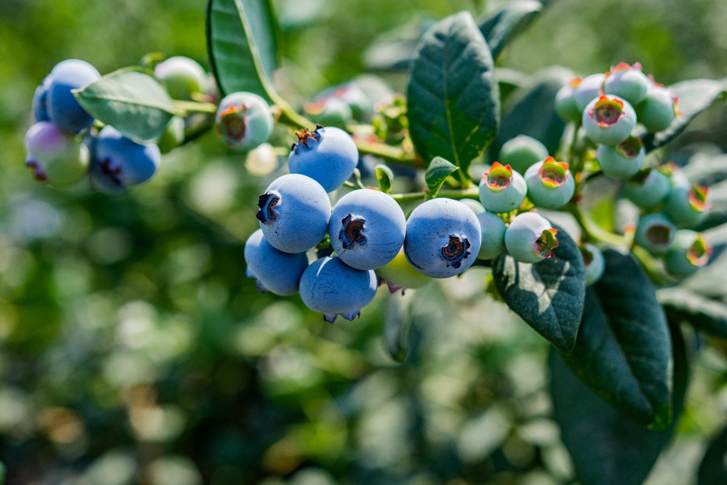 Blueberry expert: " Blue Madeira, Blue Manila and Blue Maldiva cope ...