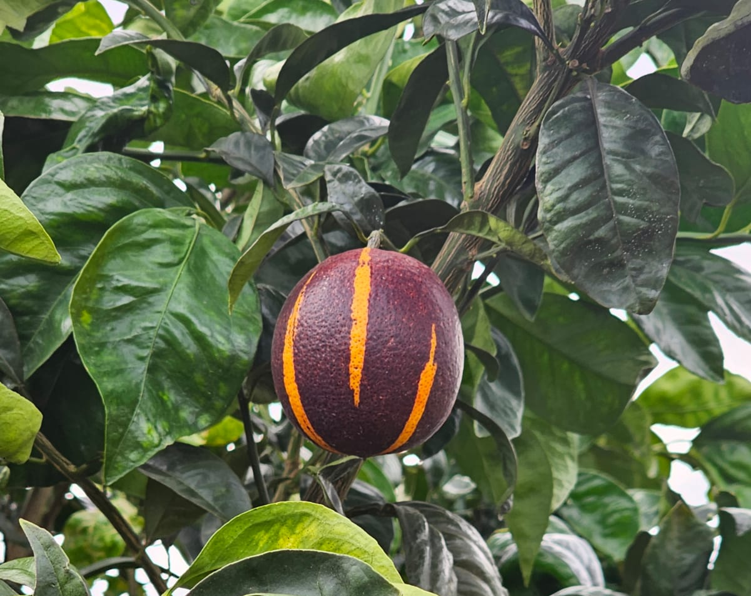 GENESIS FRESH new orange variety makes global debut
