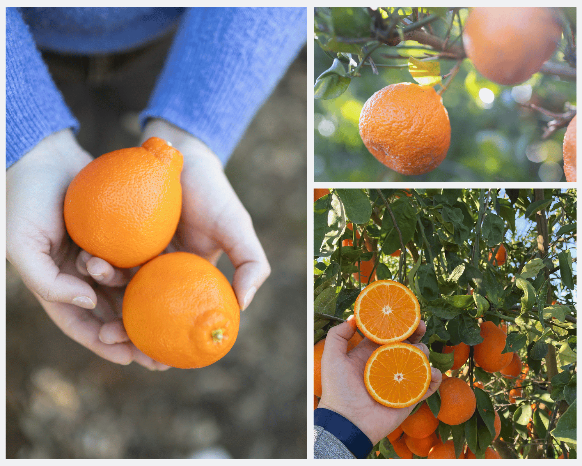 Fruit World rolls out final winter citrus shipments