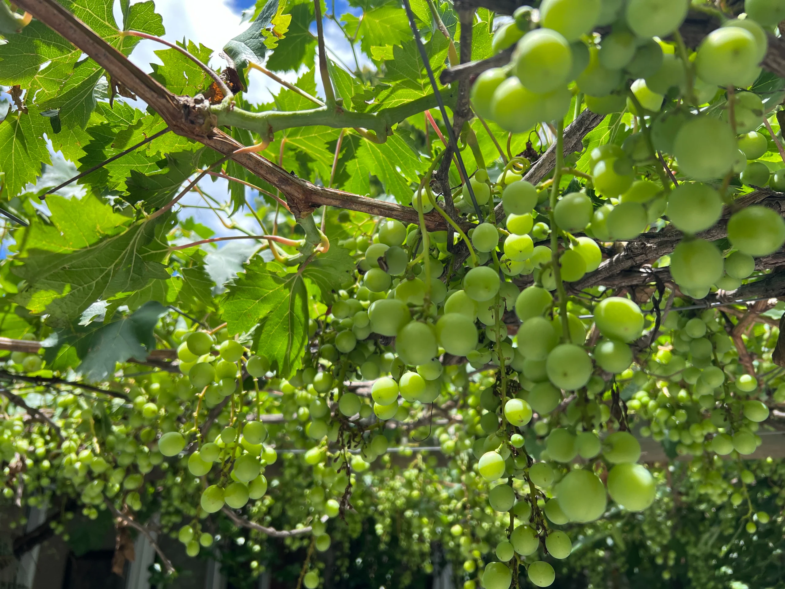 South African grapes near season's end with strong export volume ...