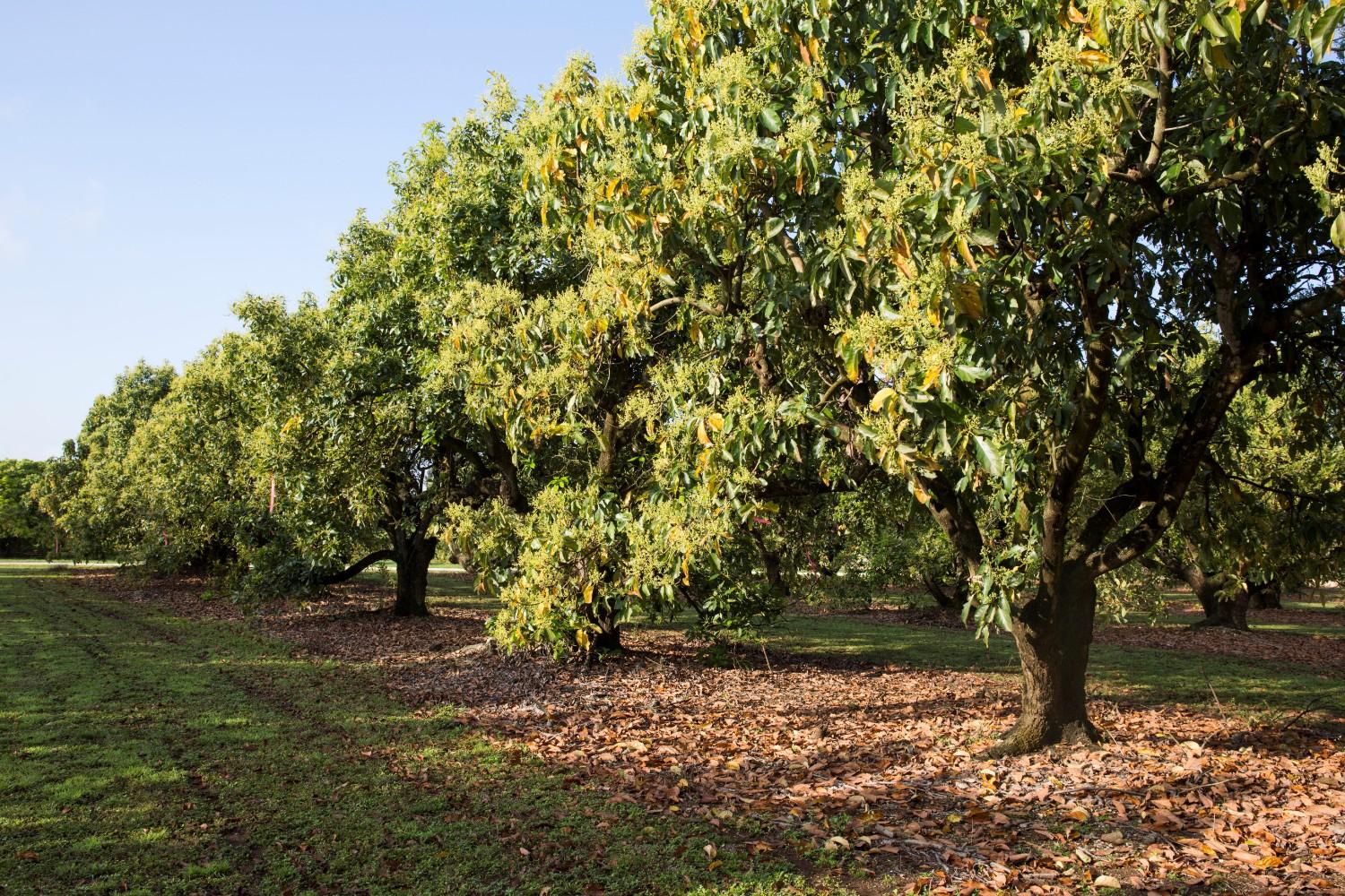 Subsistence farmers in Michoacan target avocado trees amid drought