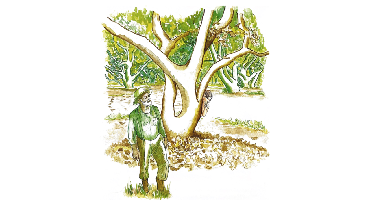 100 million years of avocado history